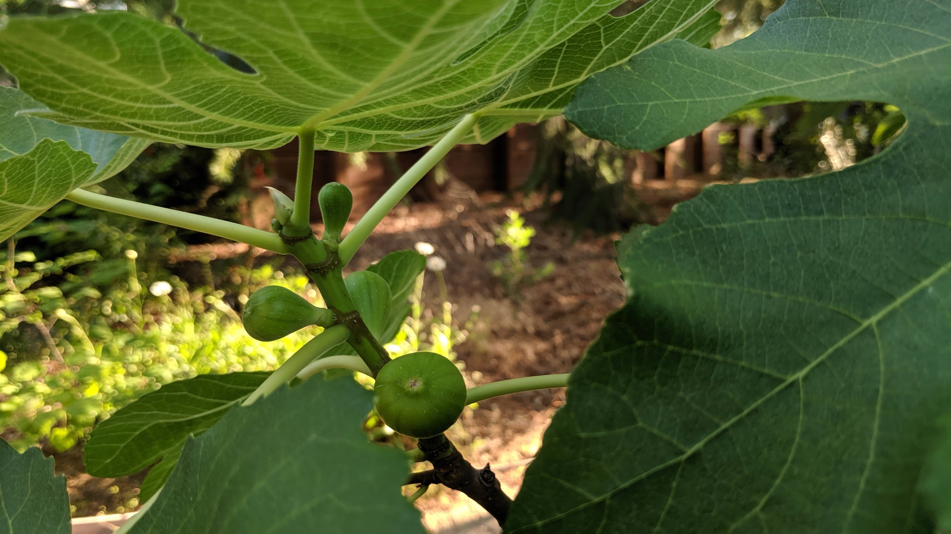 Fig breba crops - Page 3 - General Fruit Growing - Growing Fruit