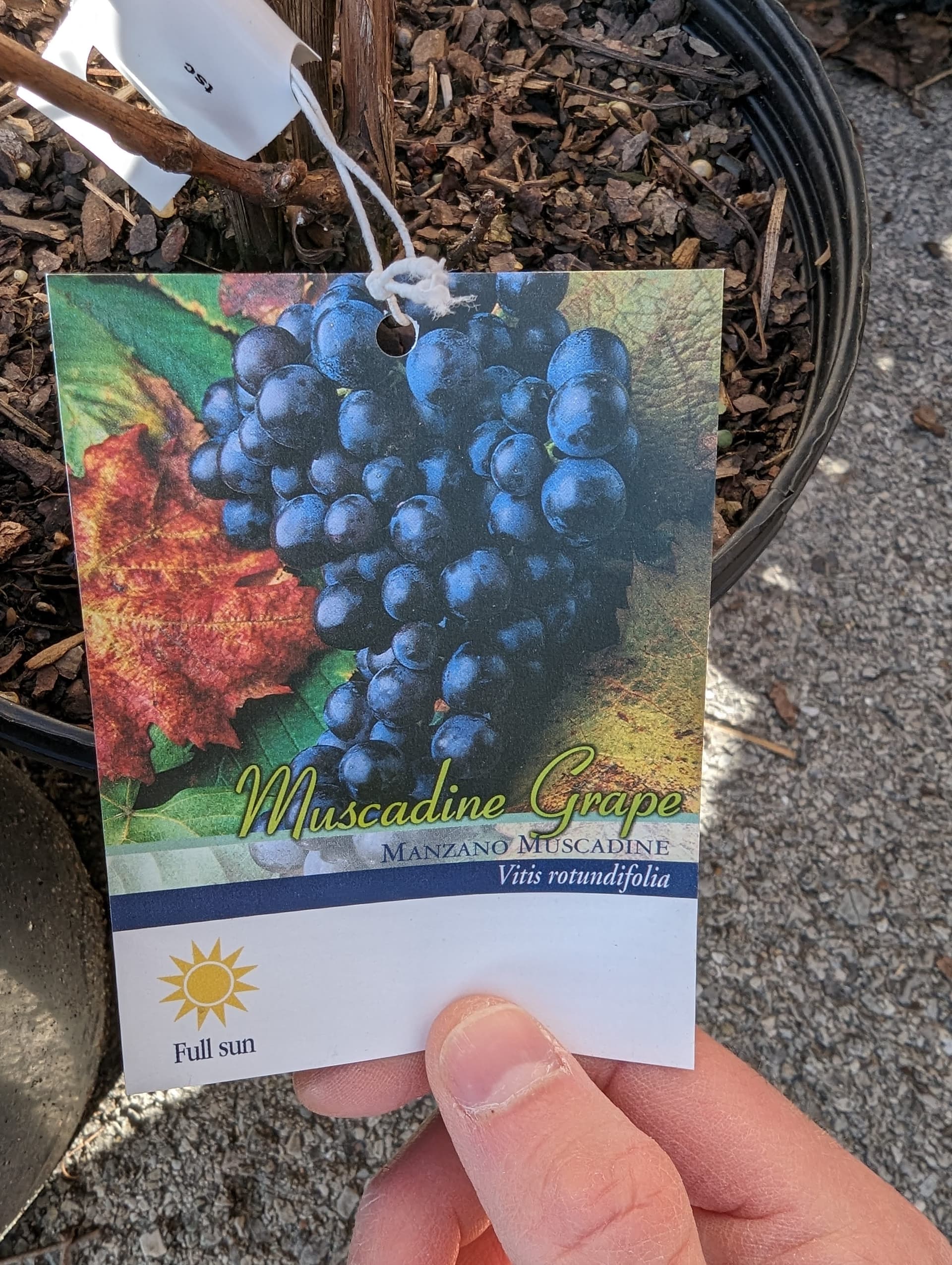 Manzano Muscadine? - General Fruit Growing - Growing Fruit