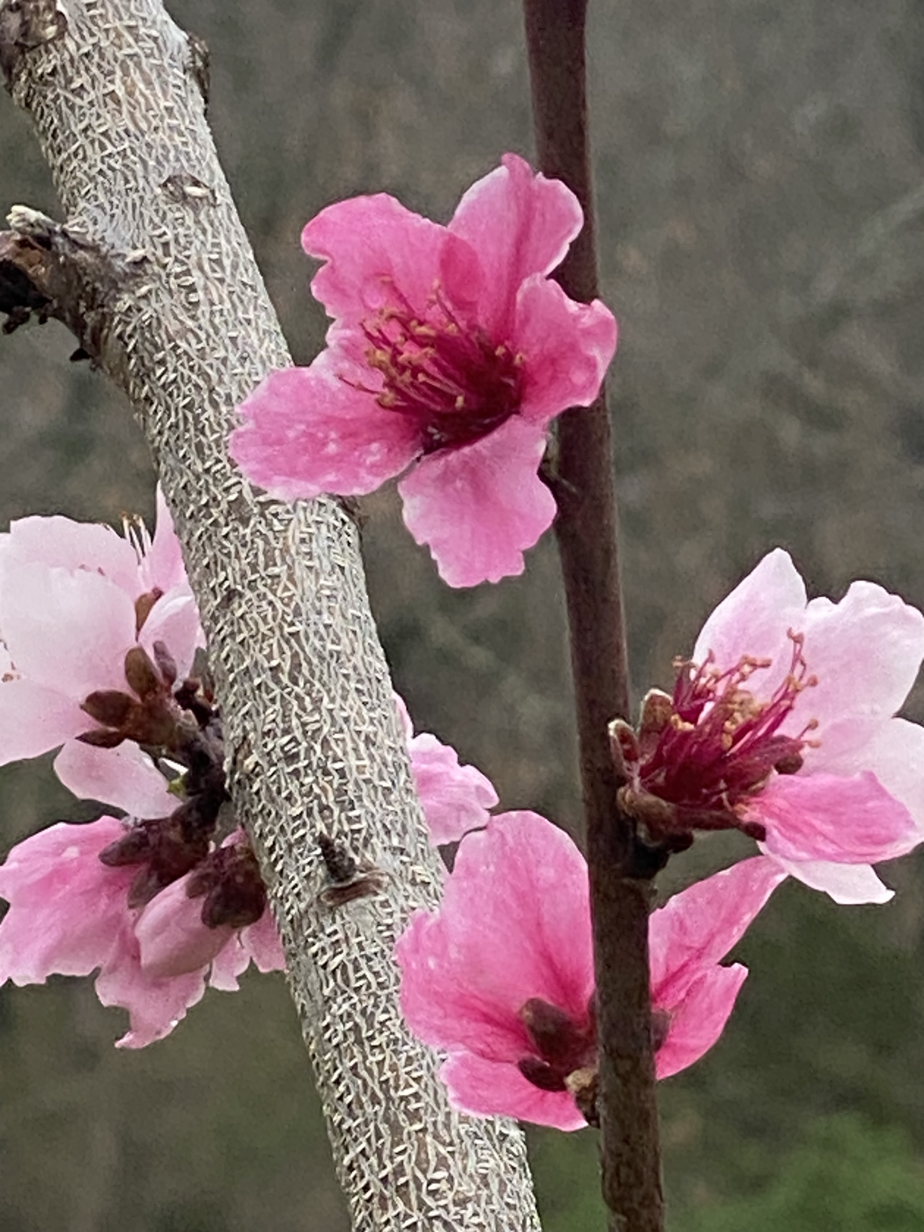 Peach blooms - General Fruit Growing - Growing Fruit