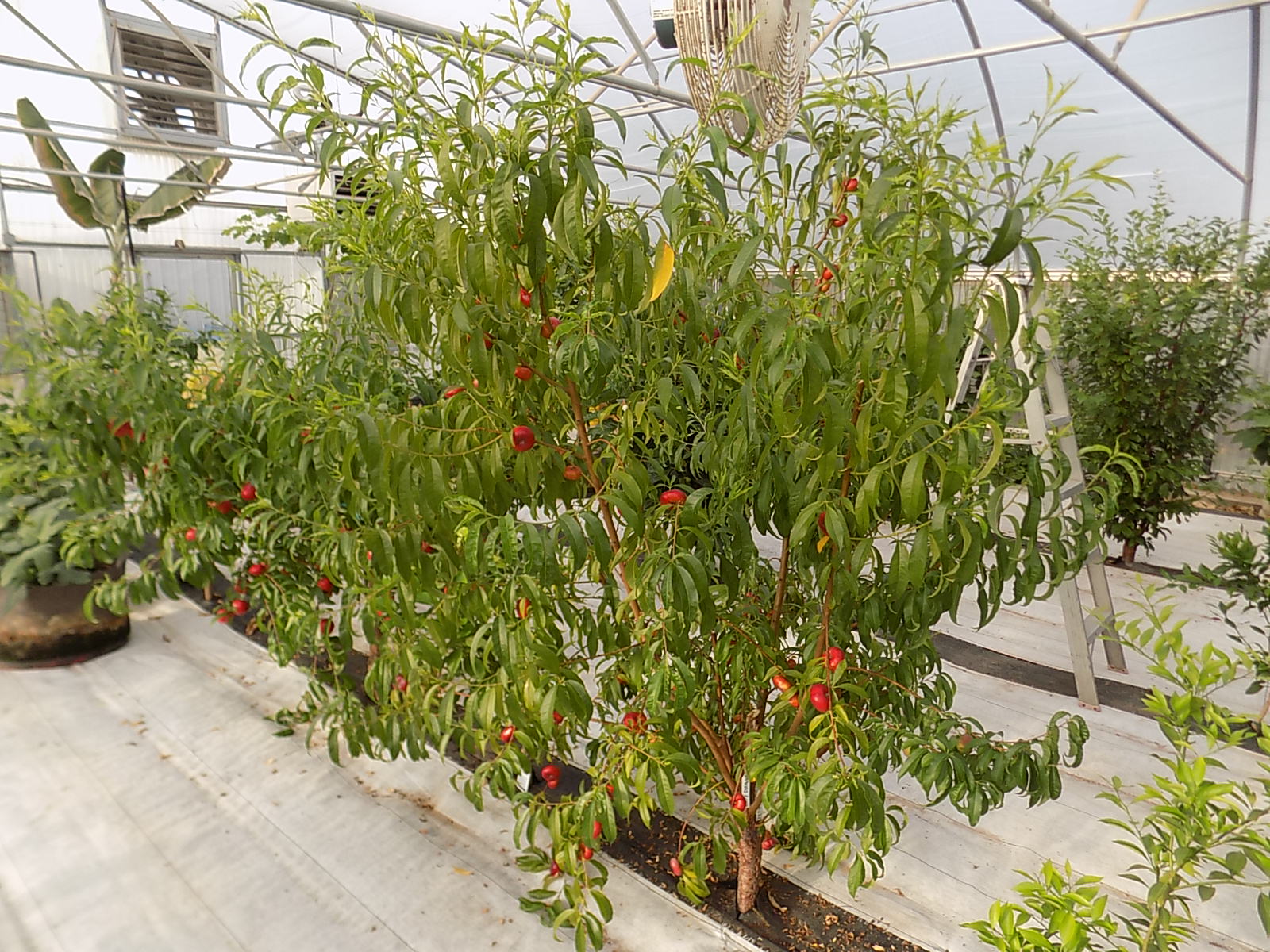 Neglected peach tree in Nairn, Scotland - General Fruit Growing ...