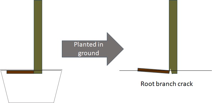 Vertical damage/crack in trunk of newly planted persimmon tree ...