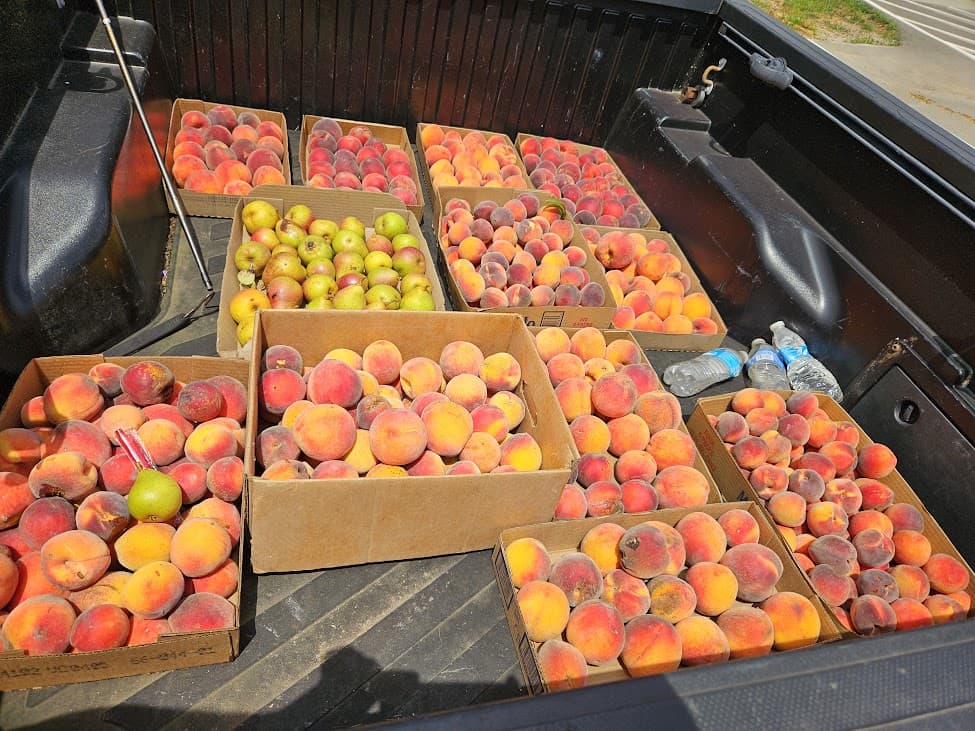 Backyard Orchards, chronicling, musing and more - Page 95 - General Fruit Growing - Growing Fruit