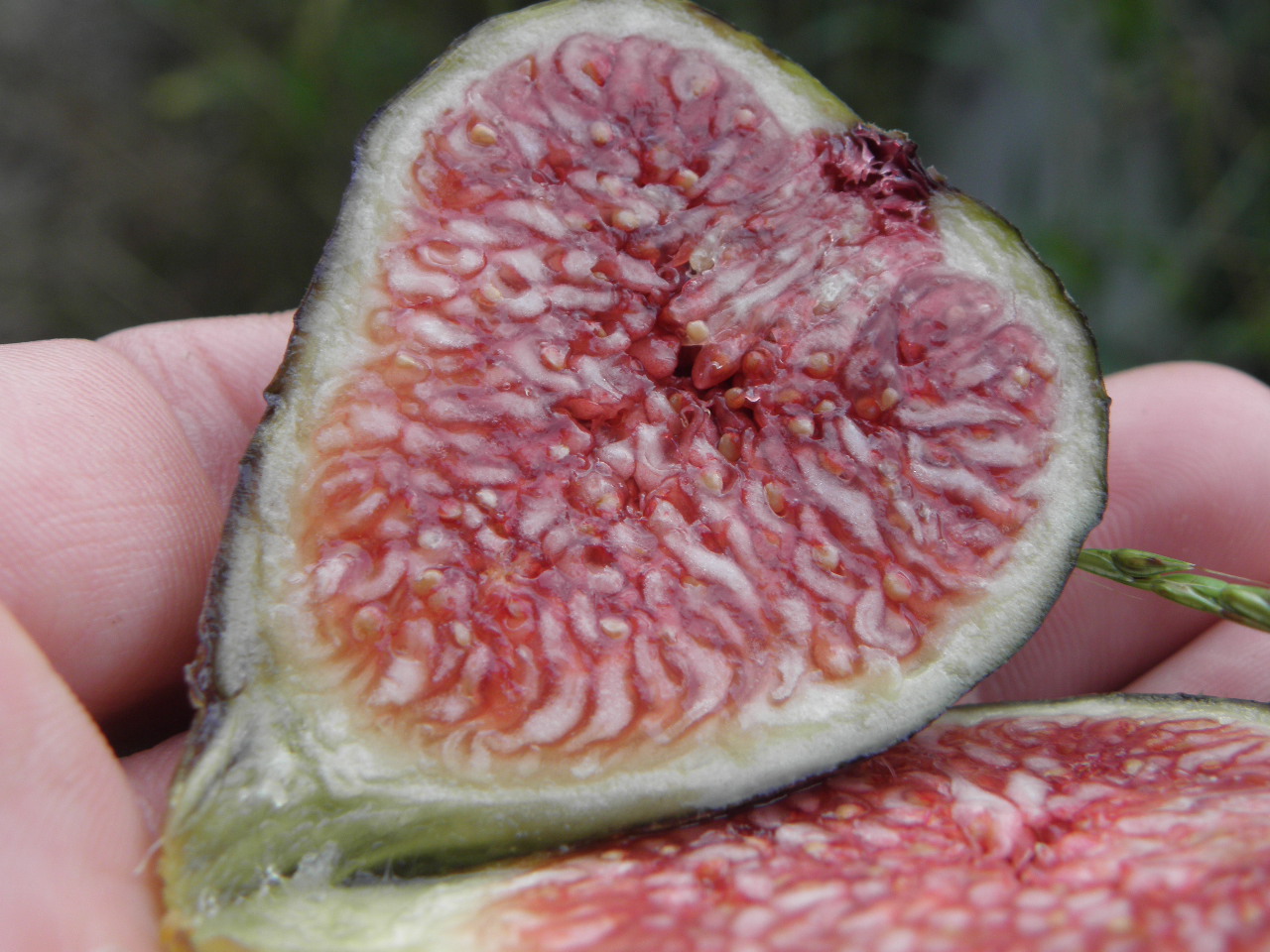 Cold hardy figs - General Fruit Growing - Growing Fruit