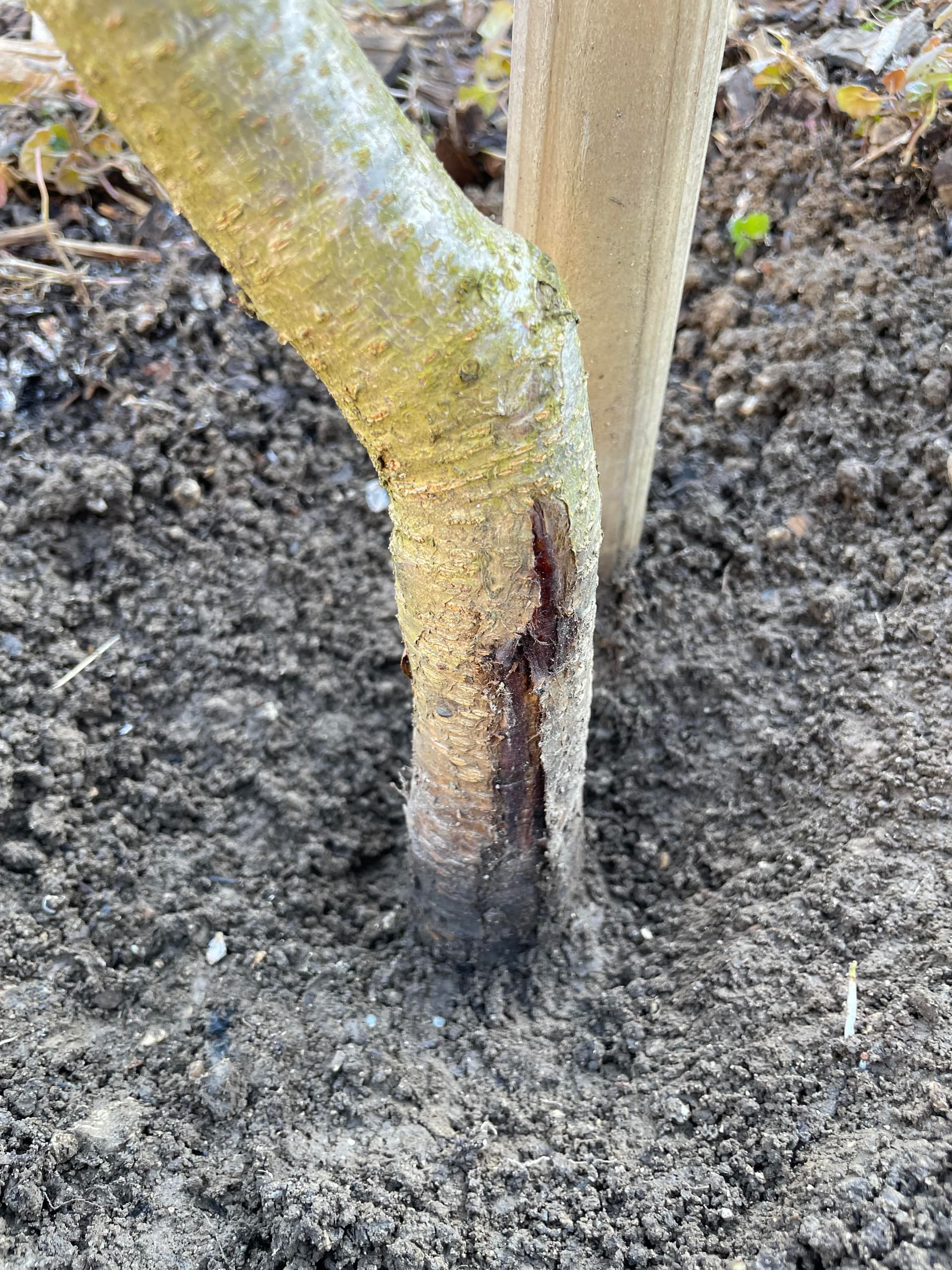 Peach tree rootstock bark disease? - General Fruit Growing - Growing Fruit