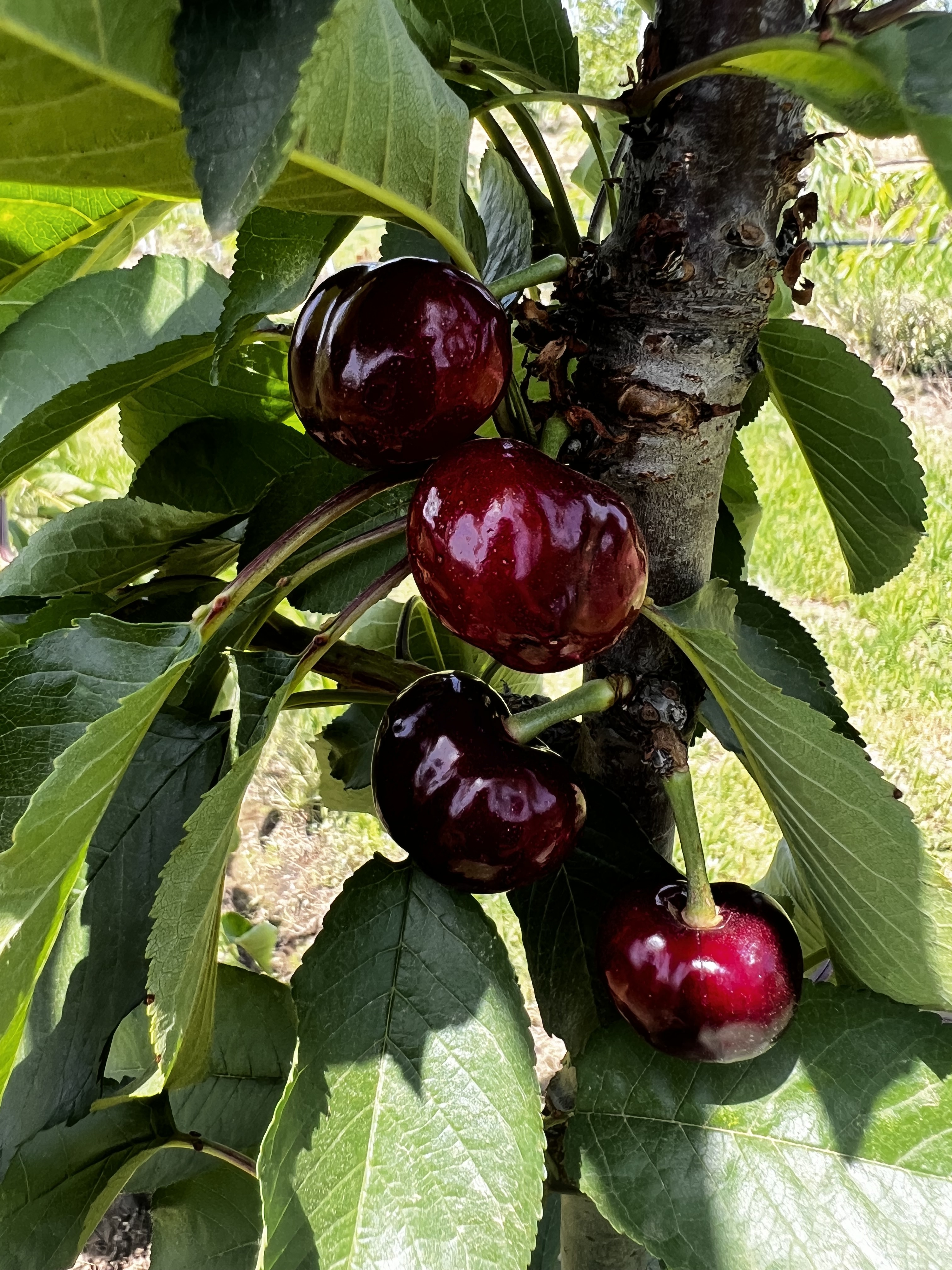 What’s your favorite cherry variety and why? - General Fruit Growing ...