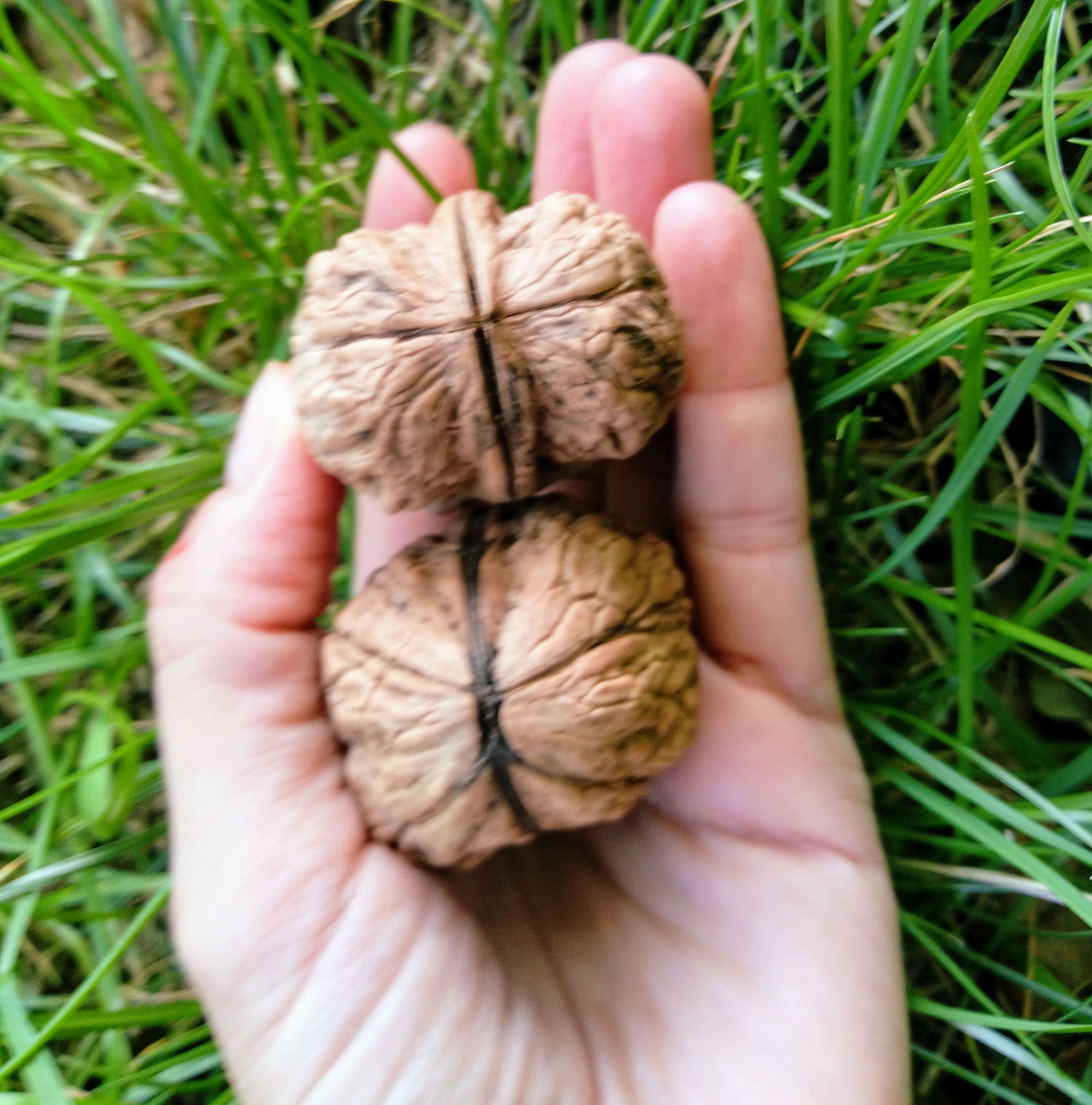 Seedling walnuts vs. grafted cultivars? - General Fruit Growing ...