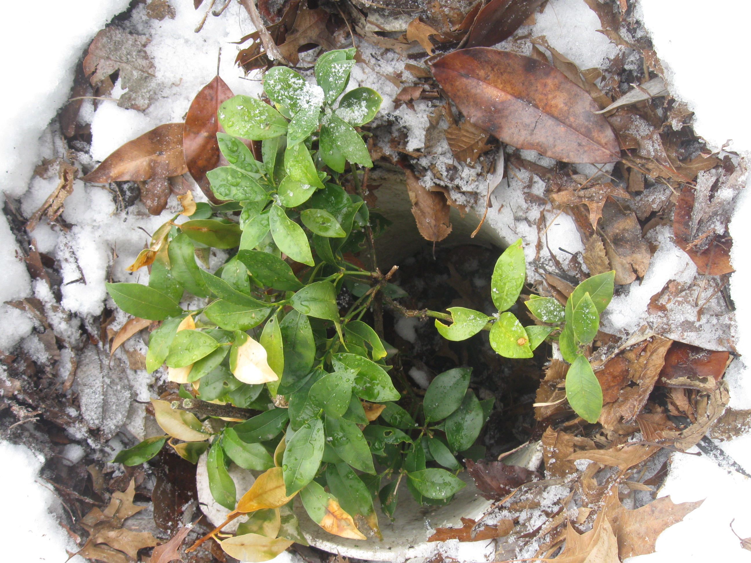 5 Gallon Buckets with the bottom cut out - General Gardening - Growing ...