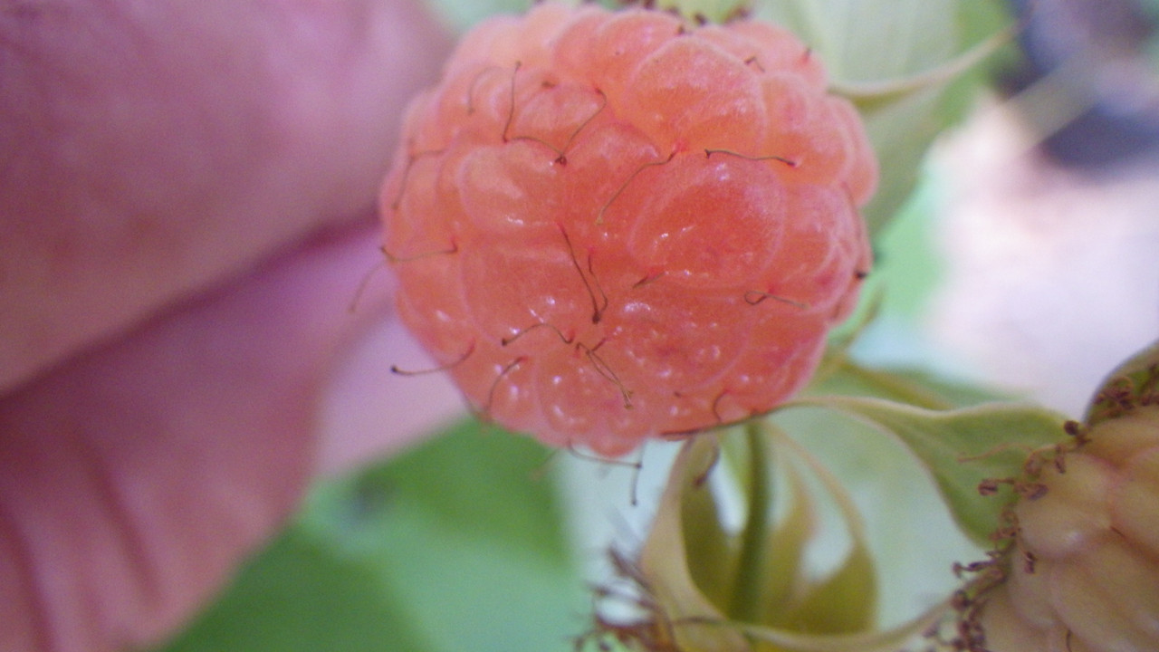 Black Raspberry taste differences? - Jewell vs Munger - General Fruit ...