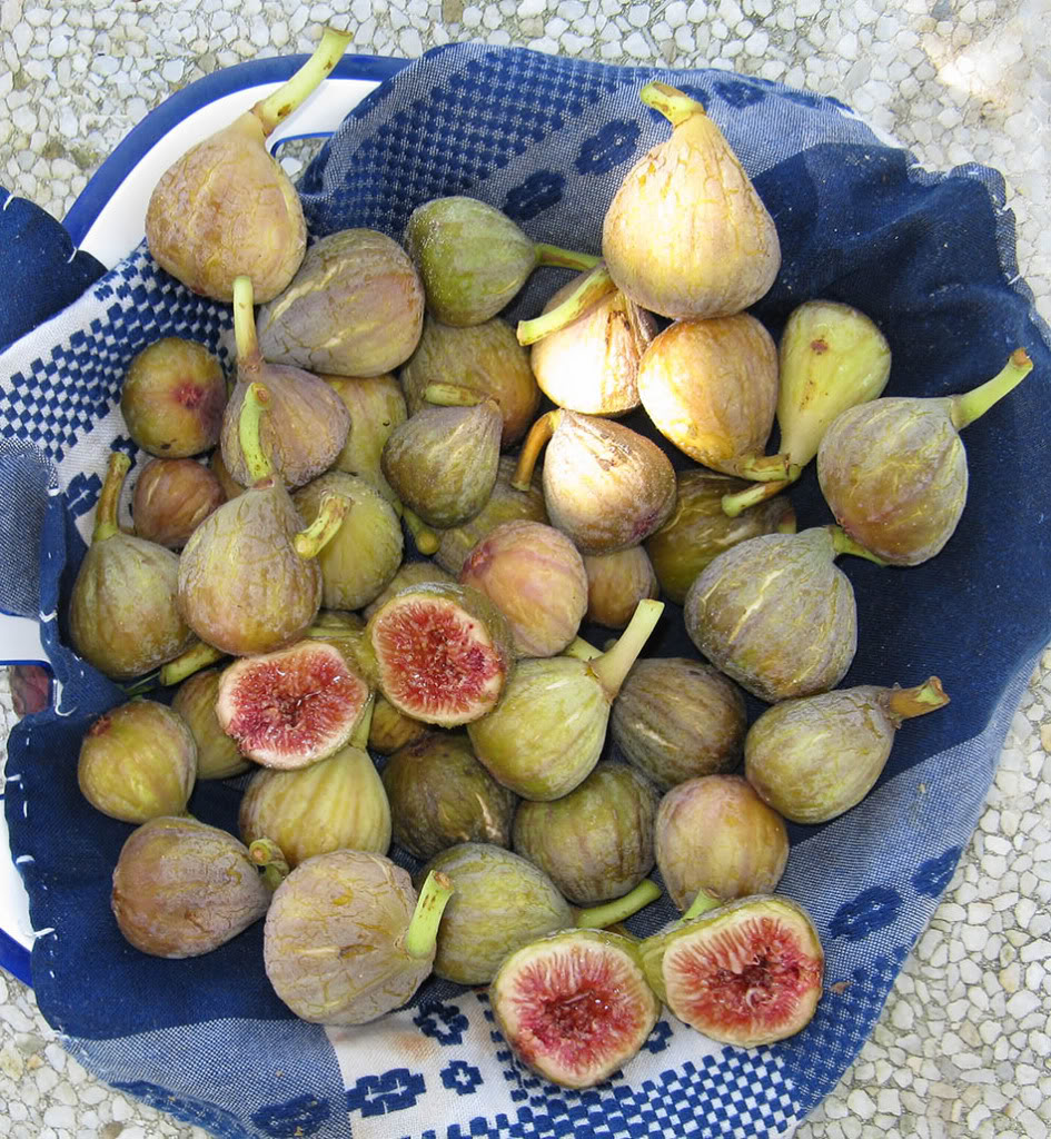 Fig identification? - General Fruit Growing - Growing Fruit