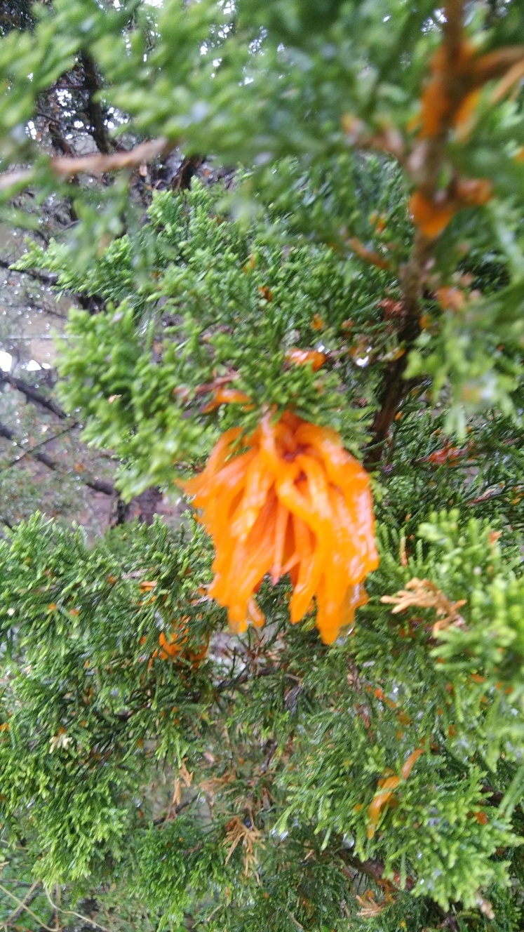 Cedar Apple Rust? - General Fruit Growing - Growing Fruit