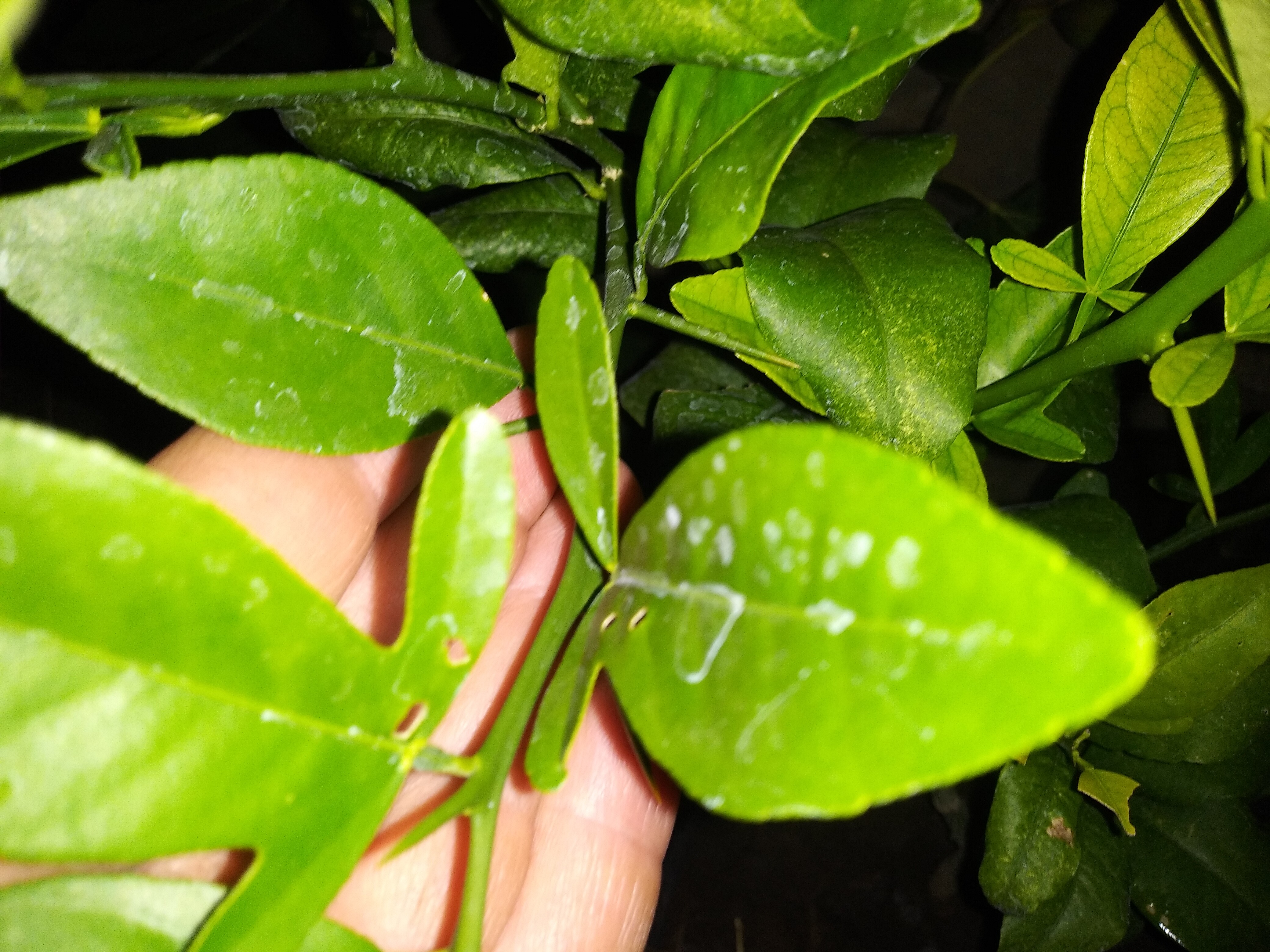 Prague Citsuma hardy sweet citrus - General Fruit Growing - Growing Fruit
