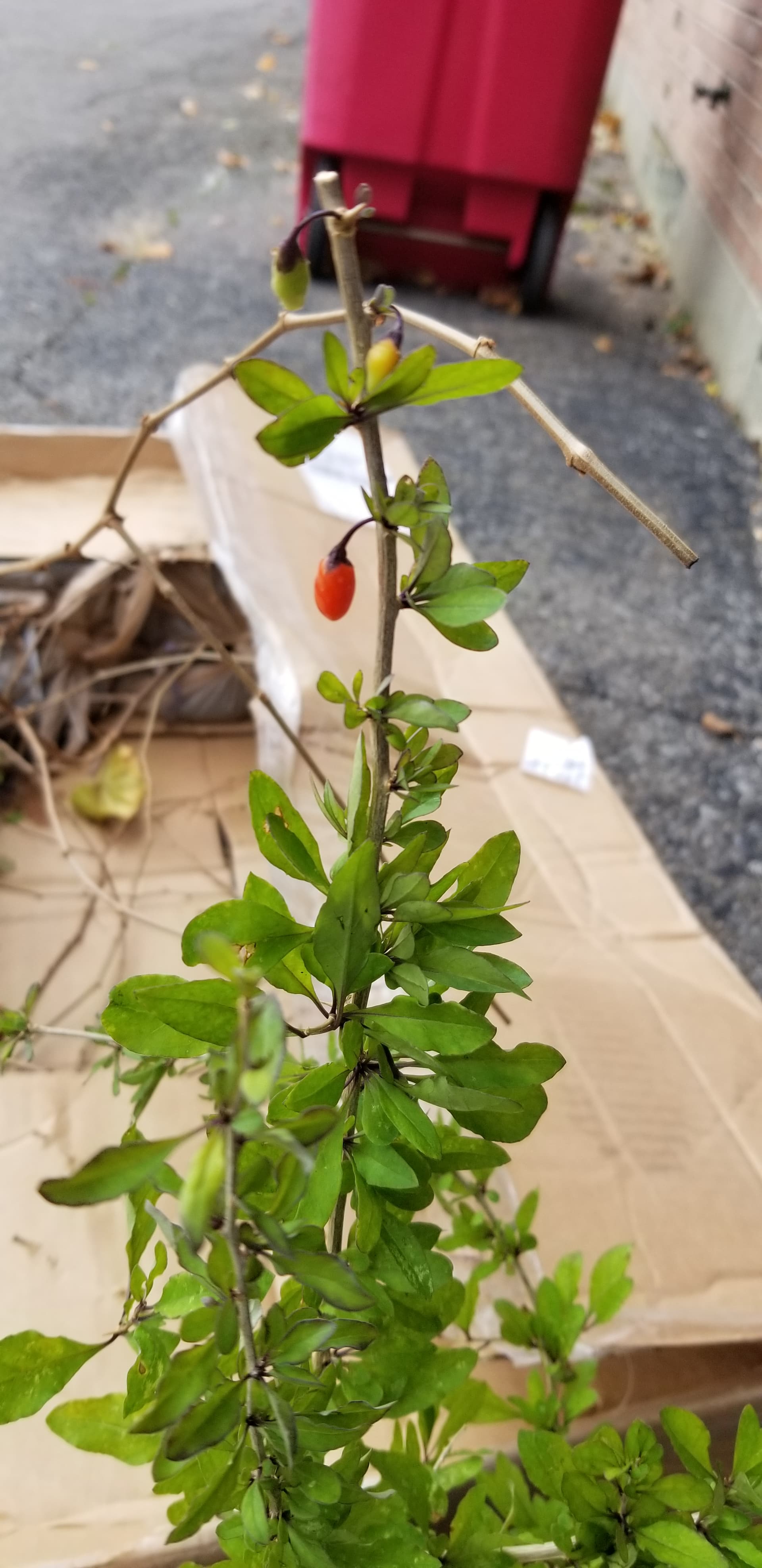 Goumi bush and trailing vine propagation - General Fruit Growing ...