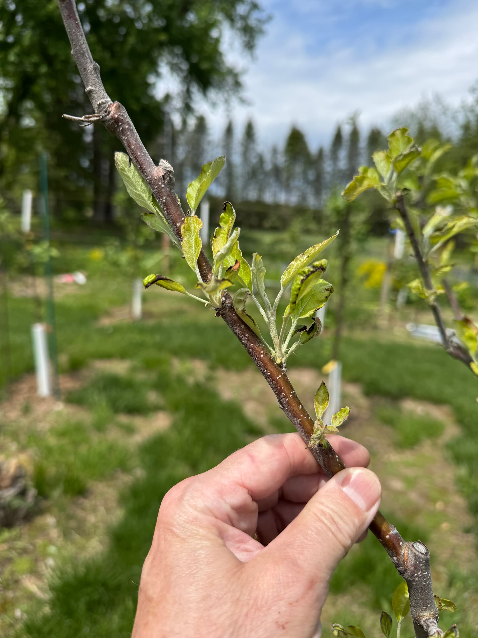 Apple & pear tree burnt looking leaves - General Fruit Growing ...