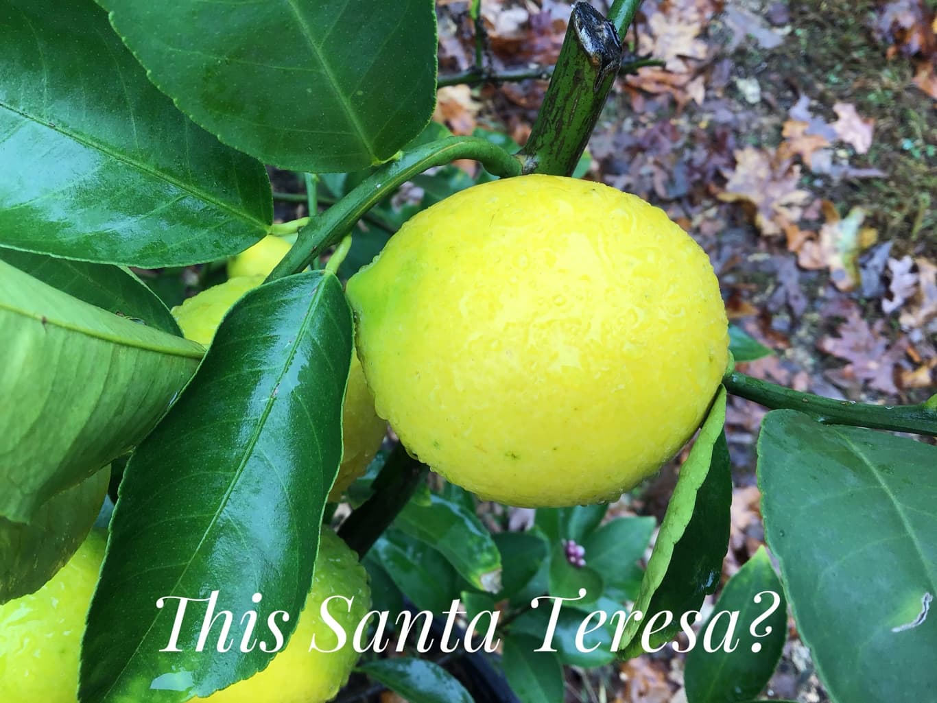 Too many issues with citrus? - General Fruit Growing - Growing Fruit