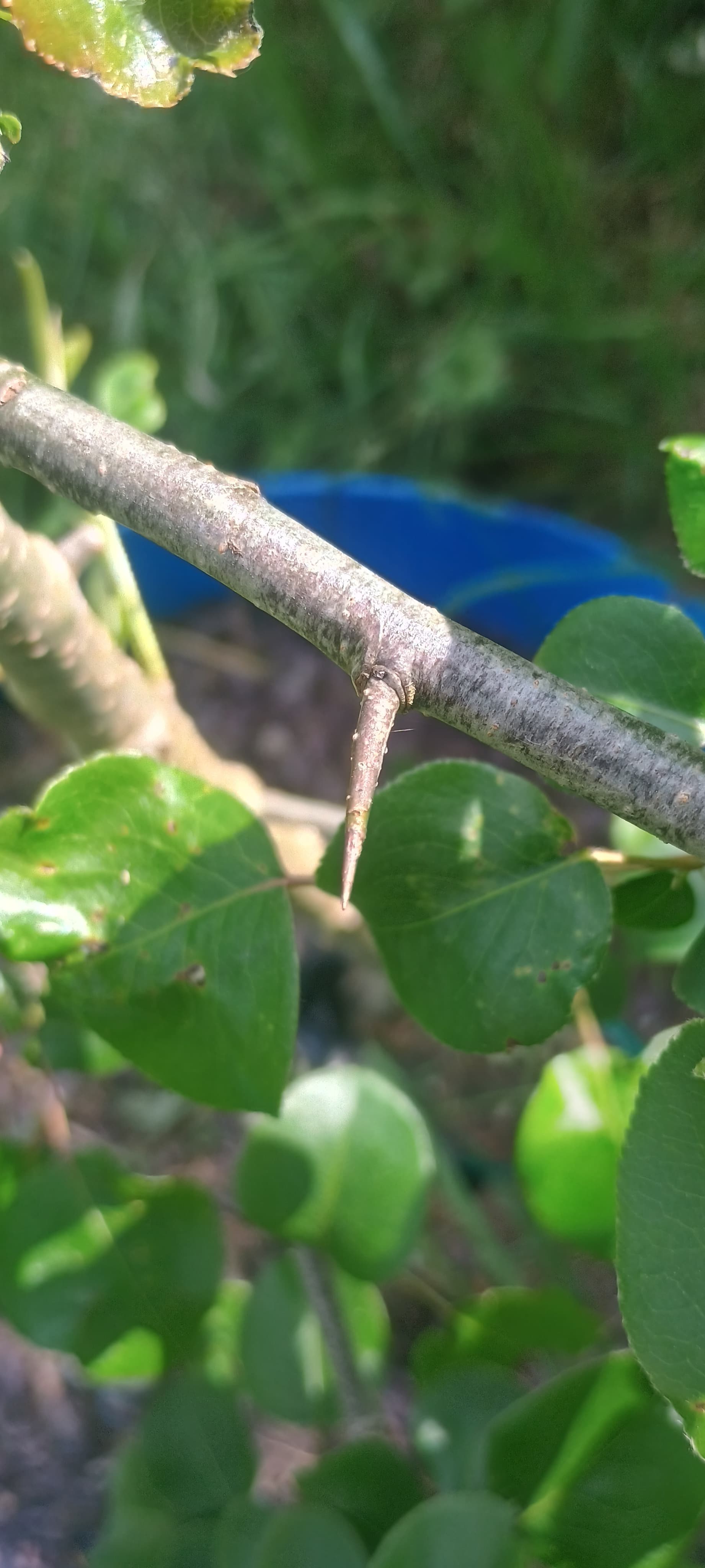 Is this a graft chimera? (Conference Pear + Quince C rootstock ...