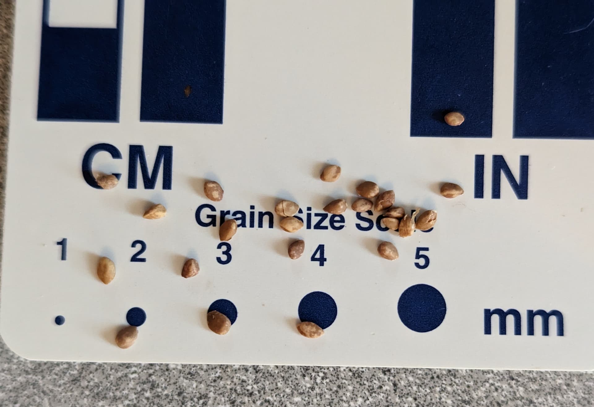 Morus nigra (black mulberry) from seed - General Fruit Growing ...