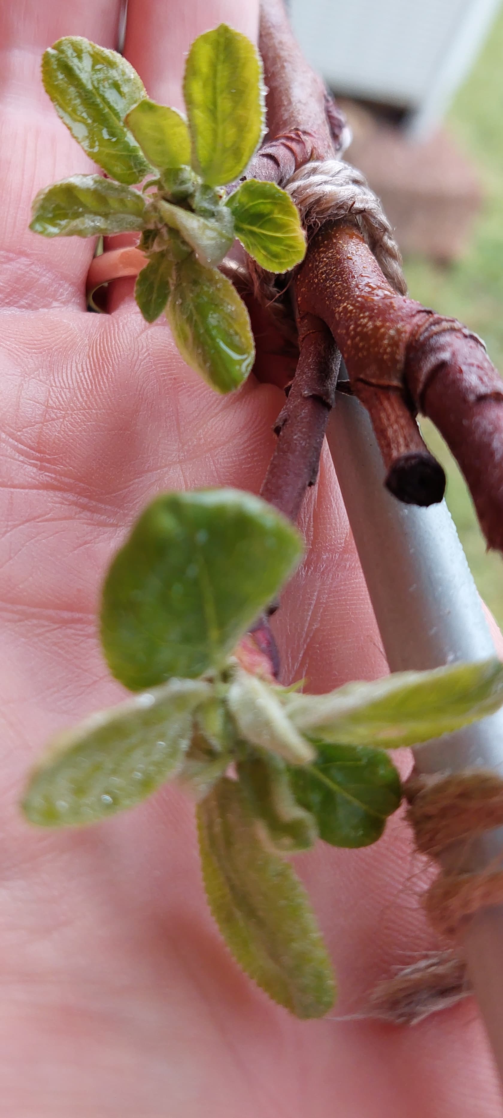 Novamac Apple Trees? - General Fruit Growing - Growing Fruit