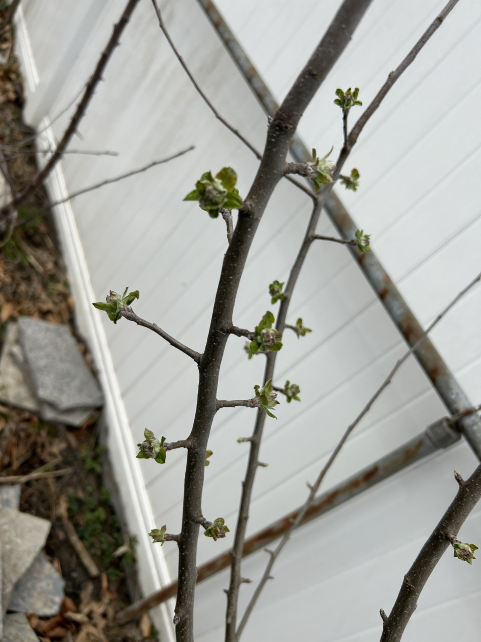 Golden Russet? - General Fruit Growing - Growing Fruit