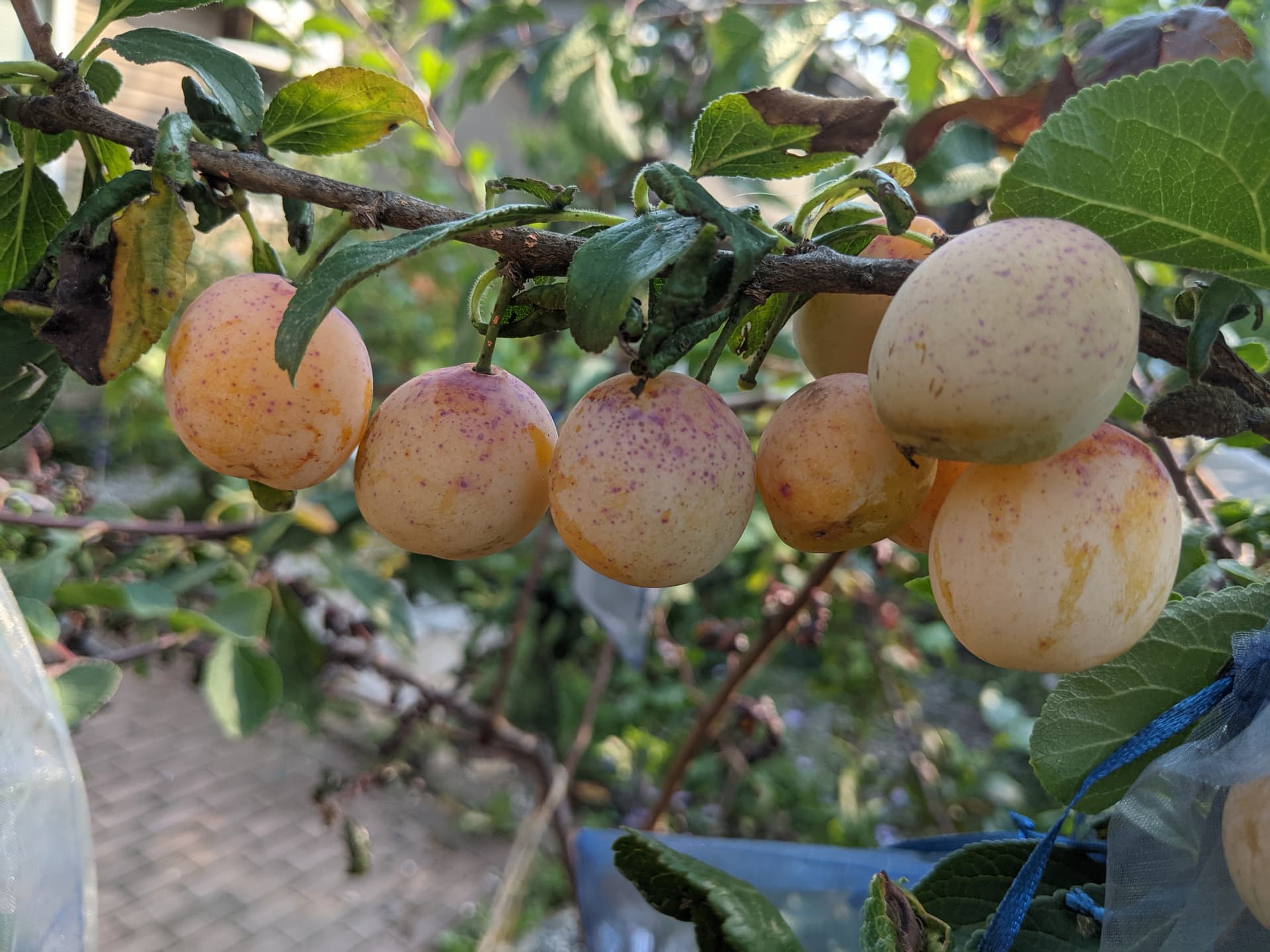 Mirabelle - General Fruit Growing - Growing Fruit