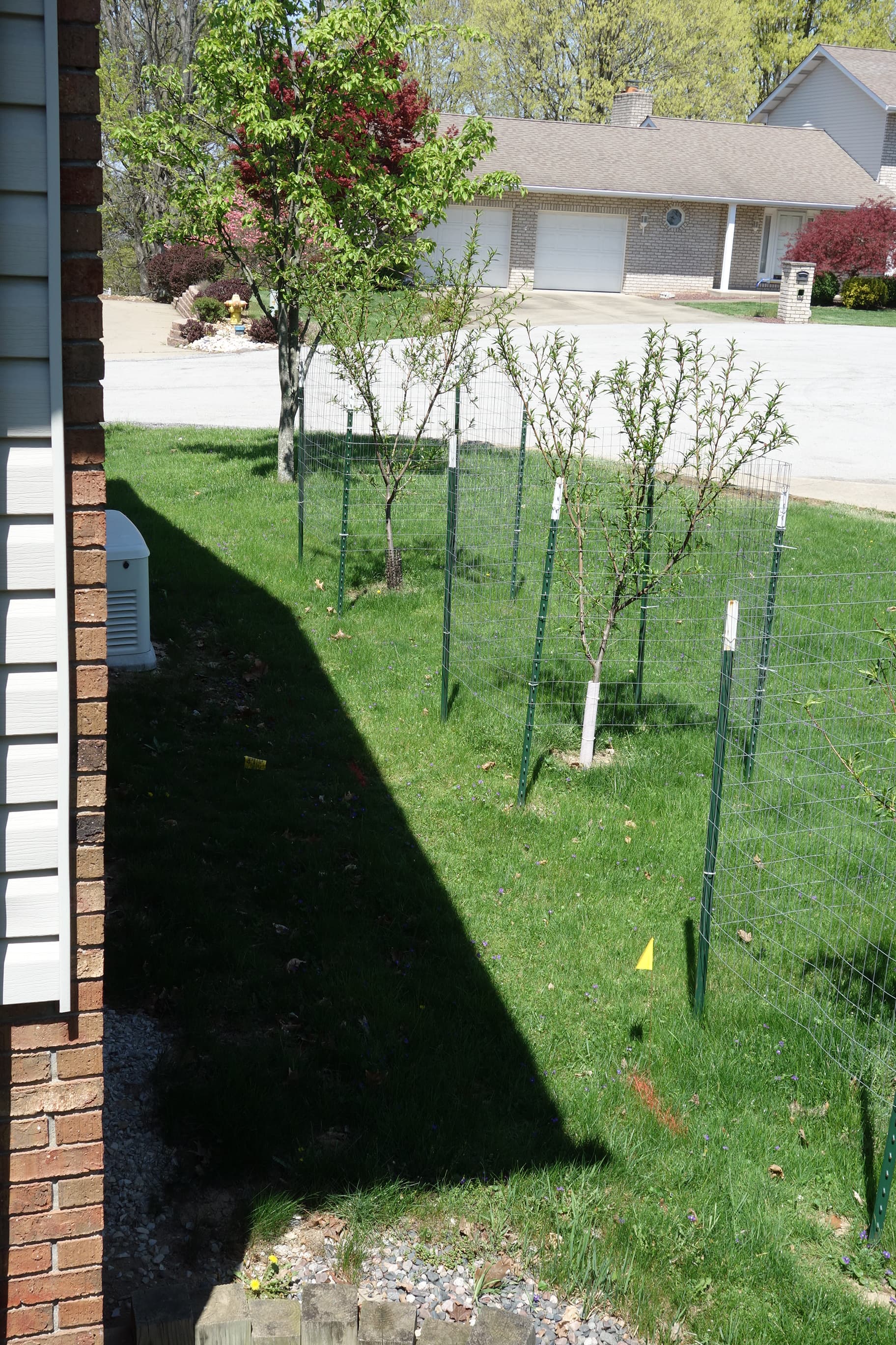 This would make a nice winter fig protector - General Fruit Growing ...
