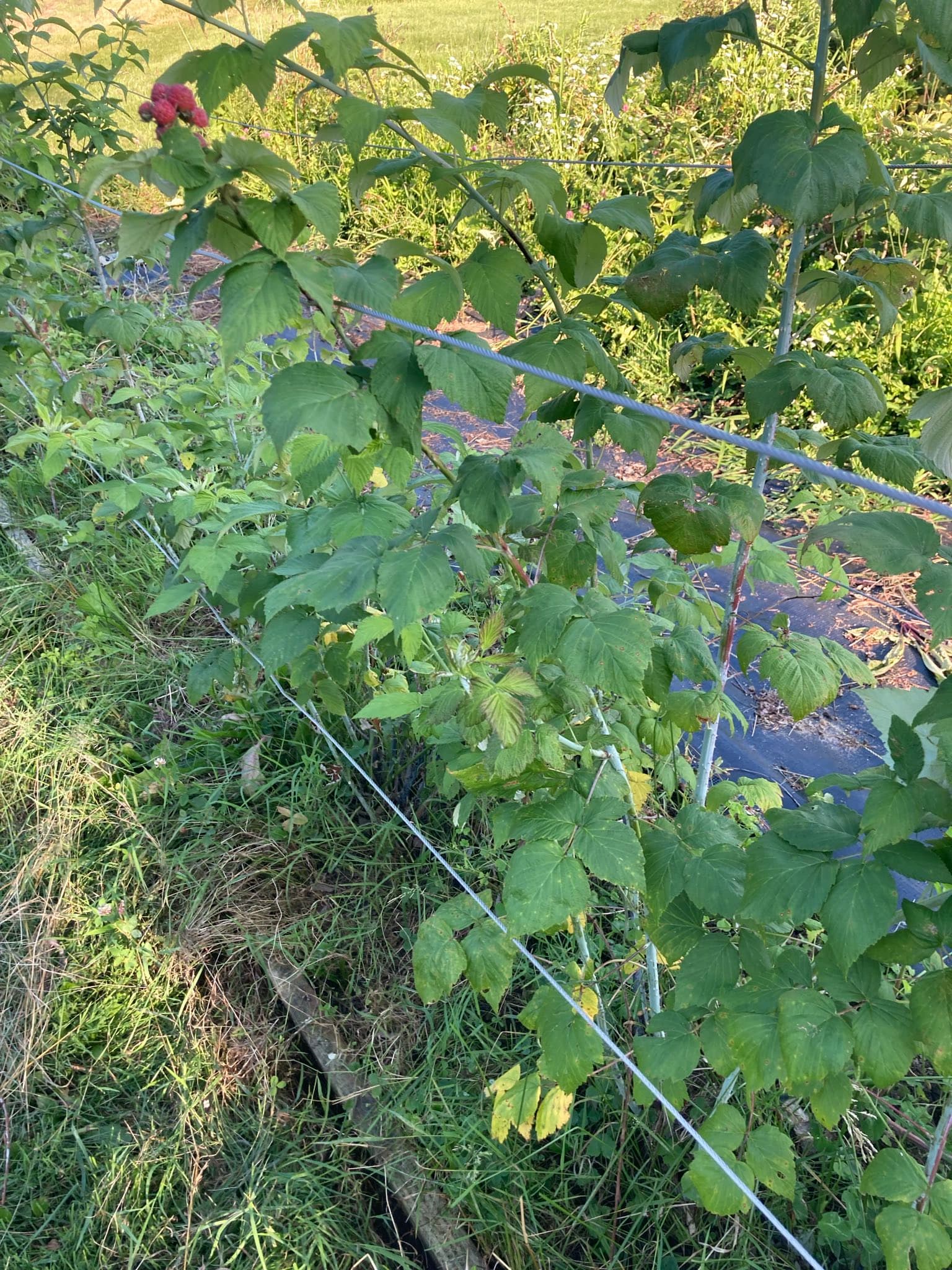 Primocane fruiting on Jewel? - General Fruit Growing - Growing Fruit