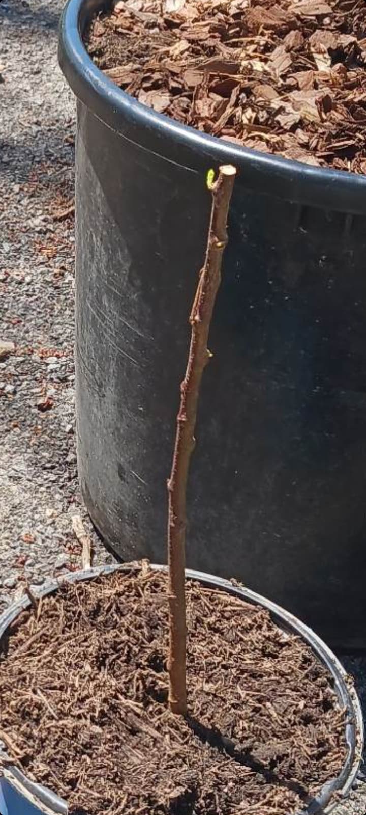 When is the best time to cleft graft on apple rootstock? Does this ...