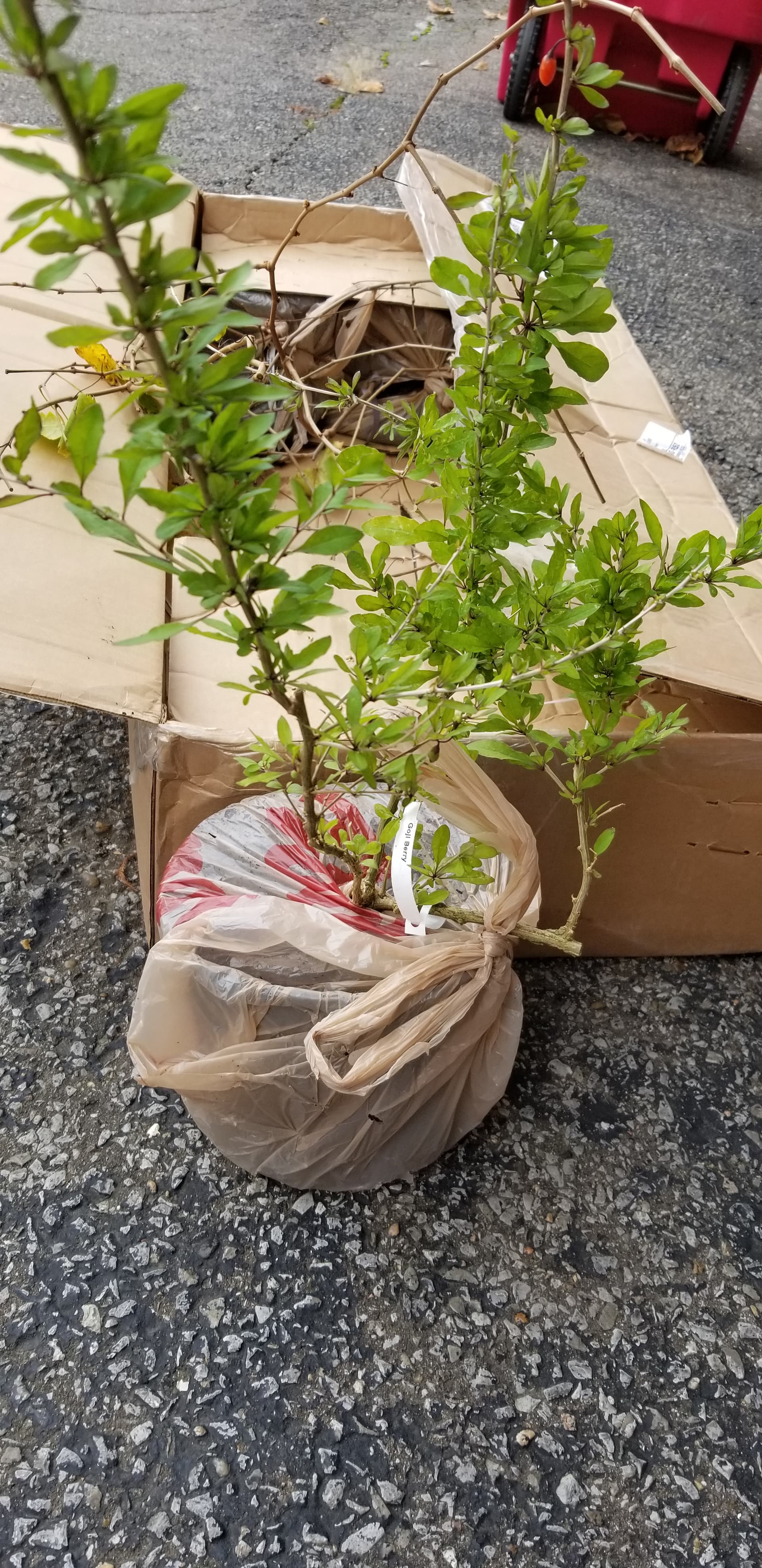 Goumi bush and trailing vine propagation - General Fruit Growing ...