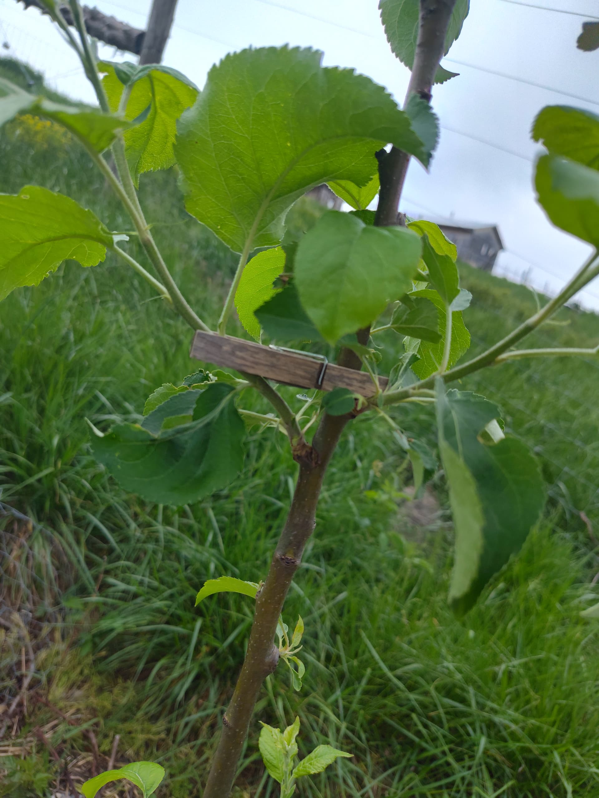 Young apple tree training. A Study of the Framework of the Apple Tree ...