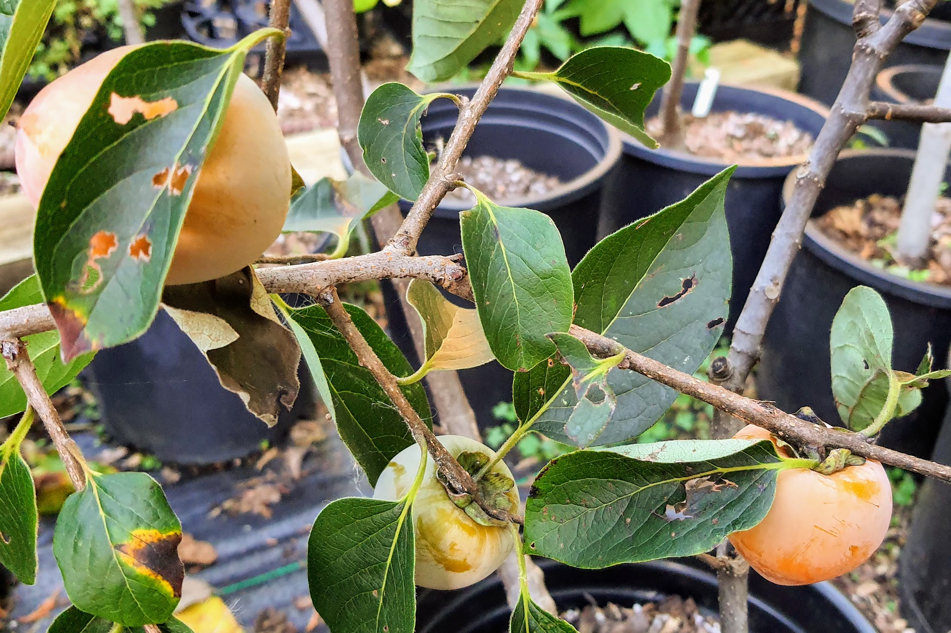 Persimmons 2021 - Page 7 - General Fruit Growing - Growing Fruit