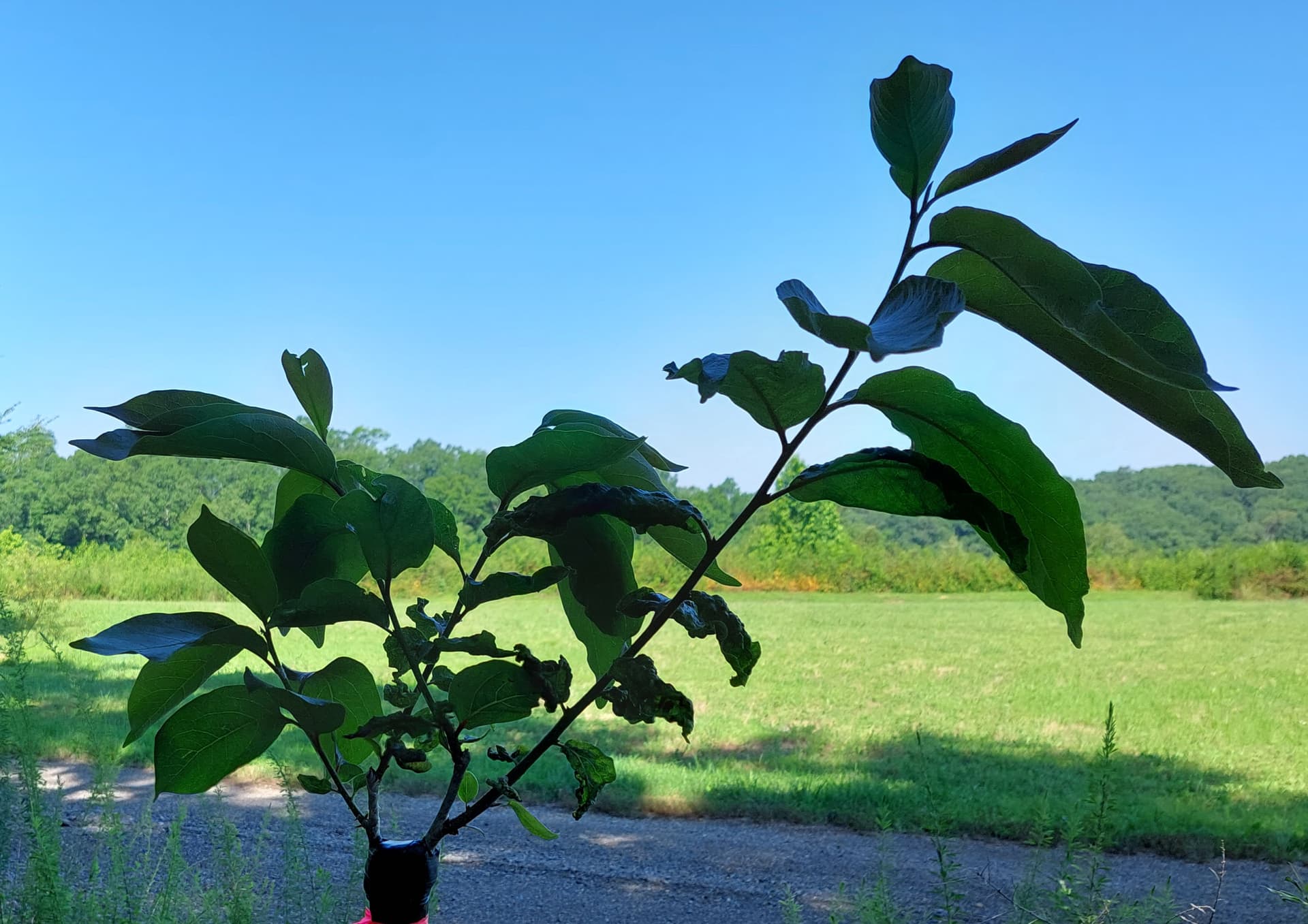 Persimmon Psyllids in New England 2023 - General Fruit Growing ...