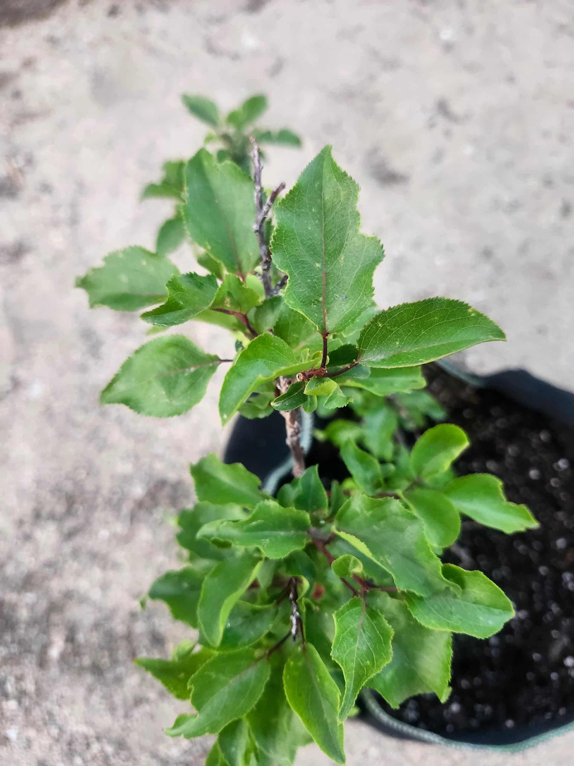 Flavorella plumcot seedling - General Fruit Growing - Growing Fruit