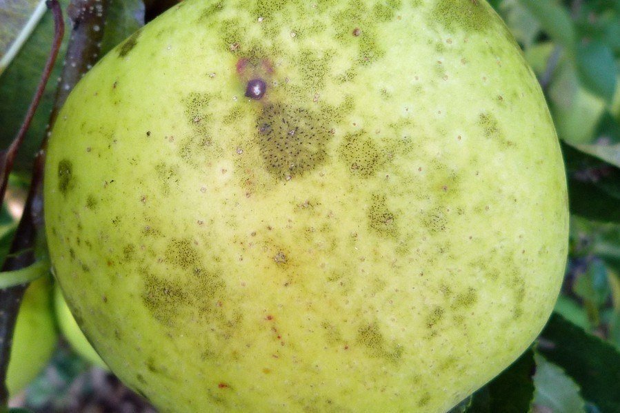 Apple summer rots and resistant apple cultivars - General Fruit Growing ...