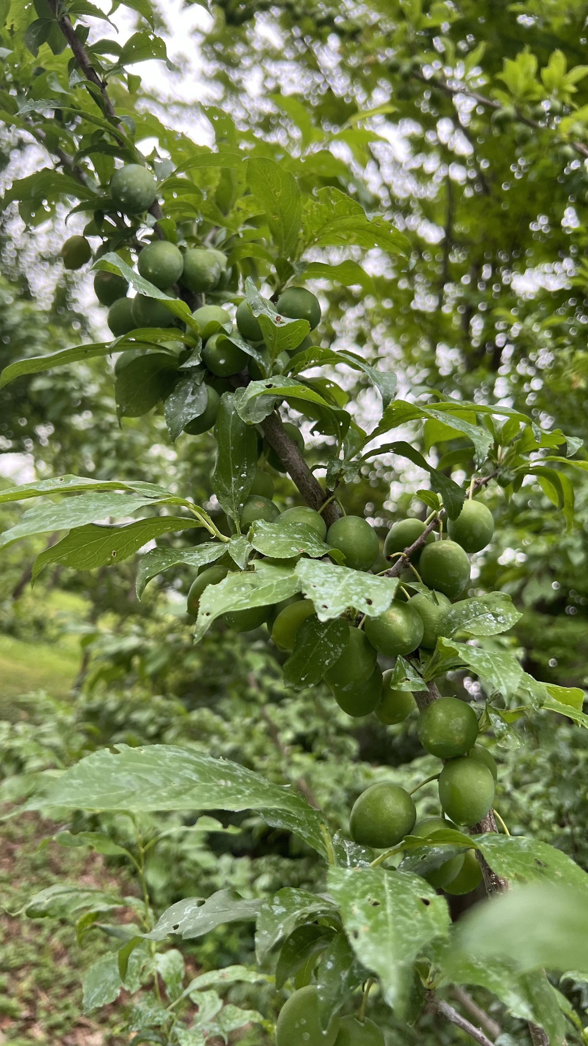 Thinning pluerry? - General Fruit Growing - Growing Fruit