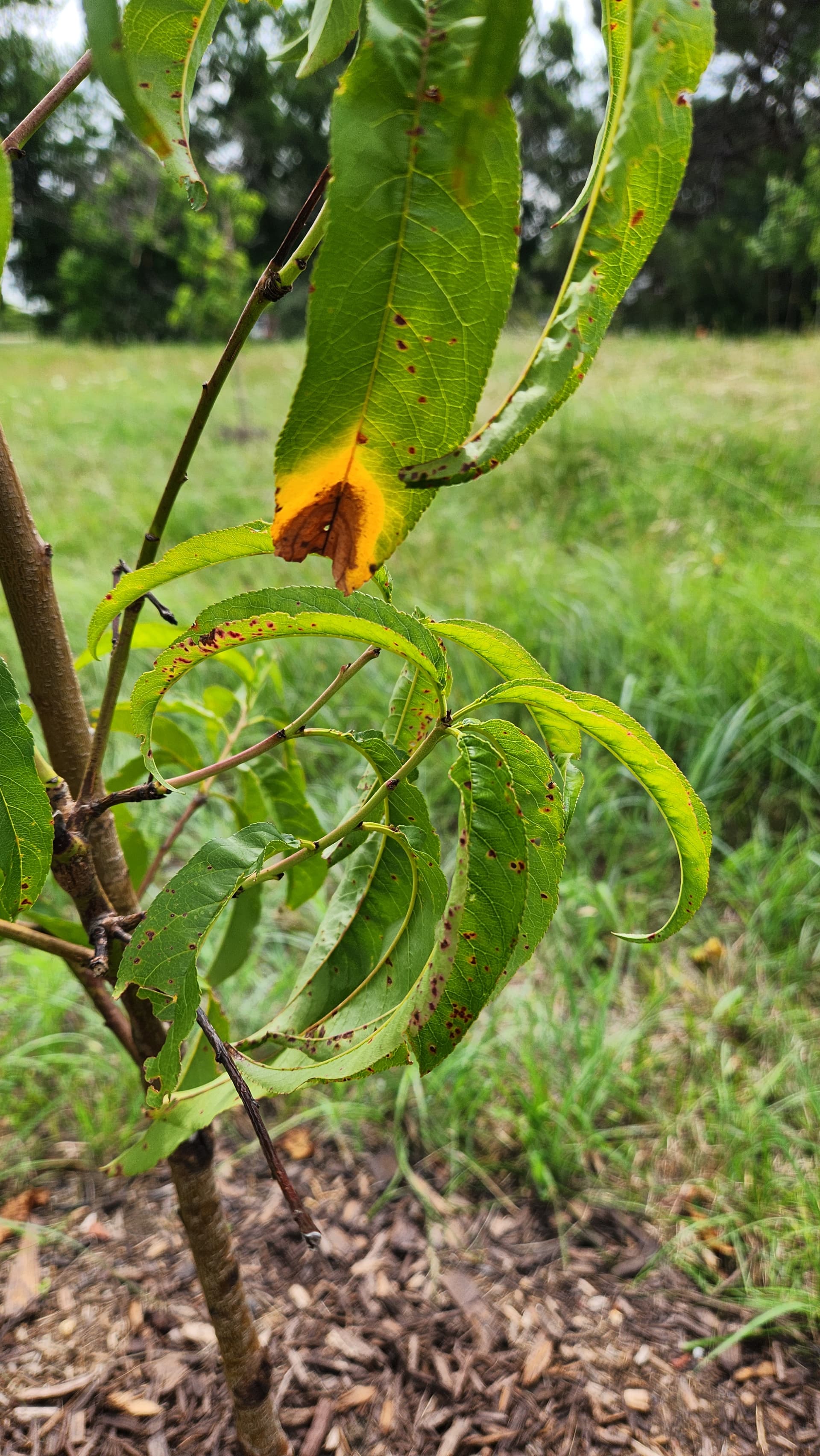 Bacterial leaf spot or rust on peach and apple - General Fruit Growing ...