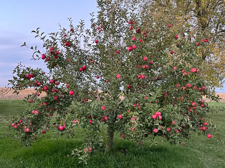 Pink Lady Apples in 5B Central Illinois - Ripening Time? - General ...
