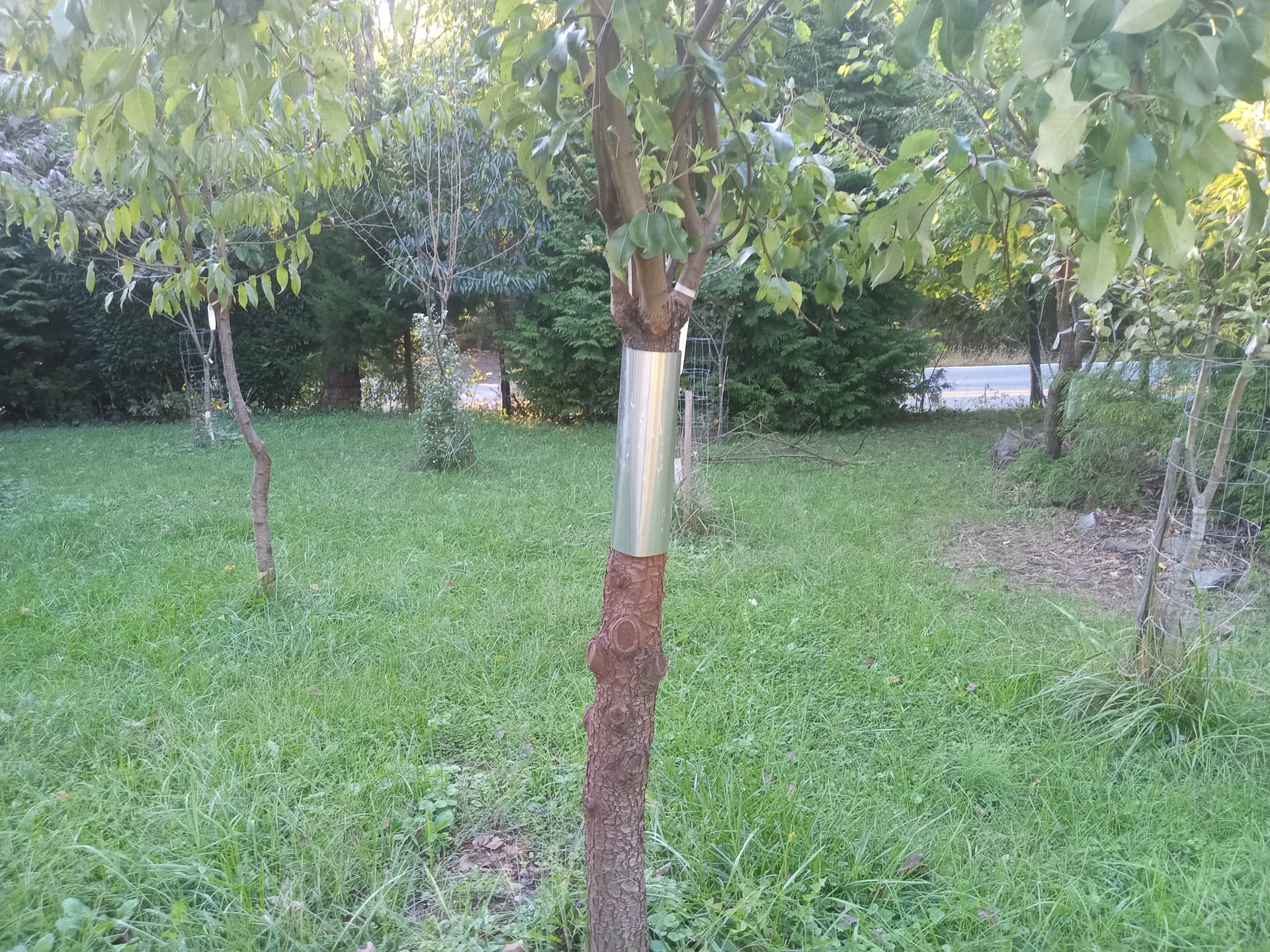 Squirrel, Coon, and Possum Defense - General Fruit Growing - Growing Fruit