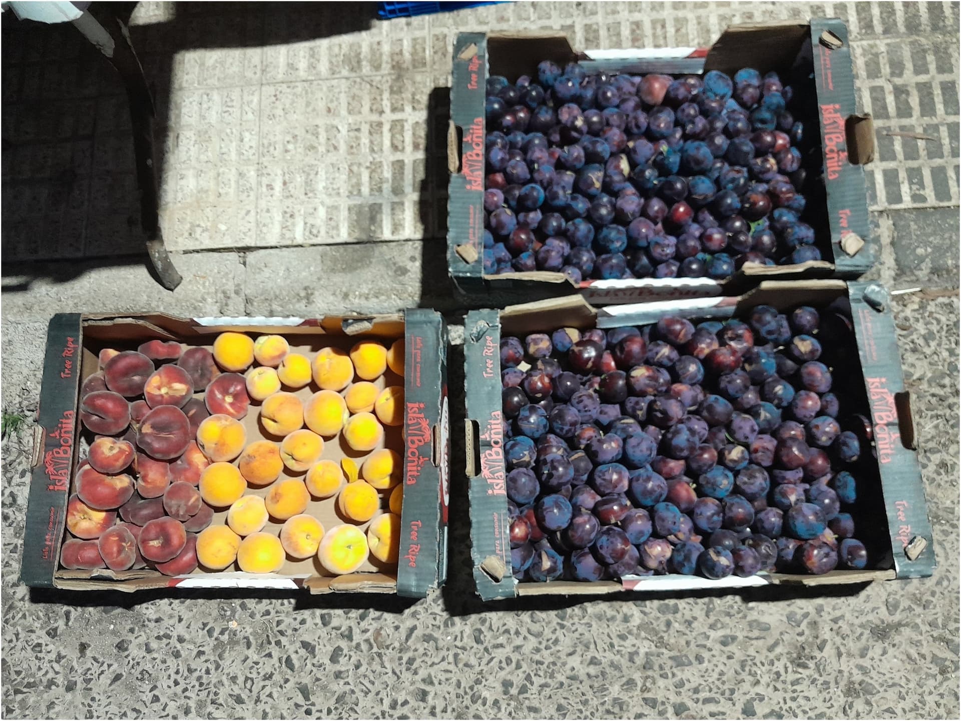 SMS Unlimited Yellowstone-4 canning peach type - General Fruit Growing ...