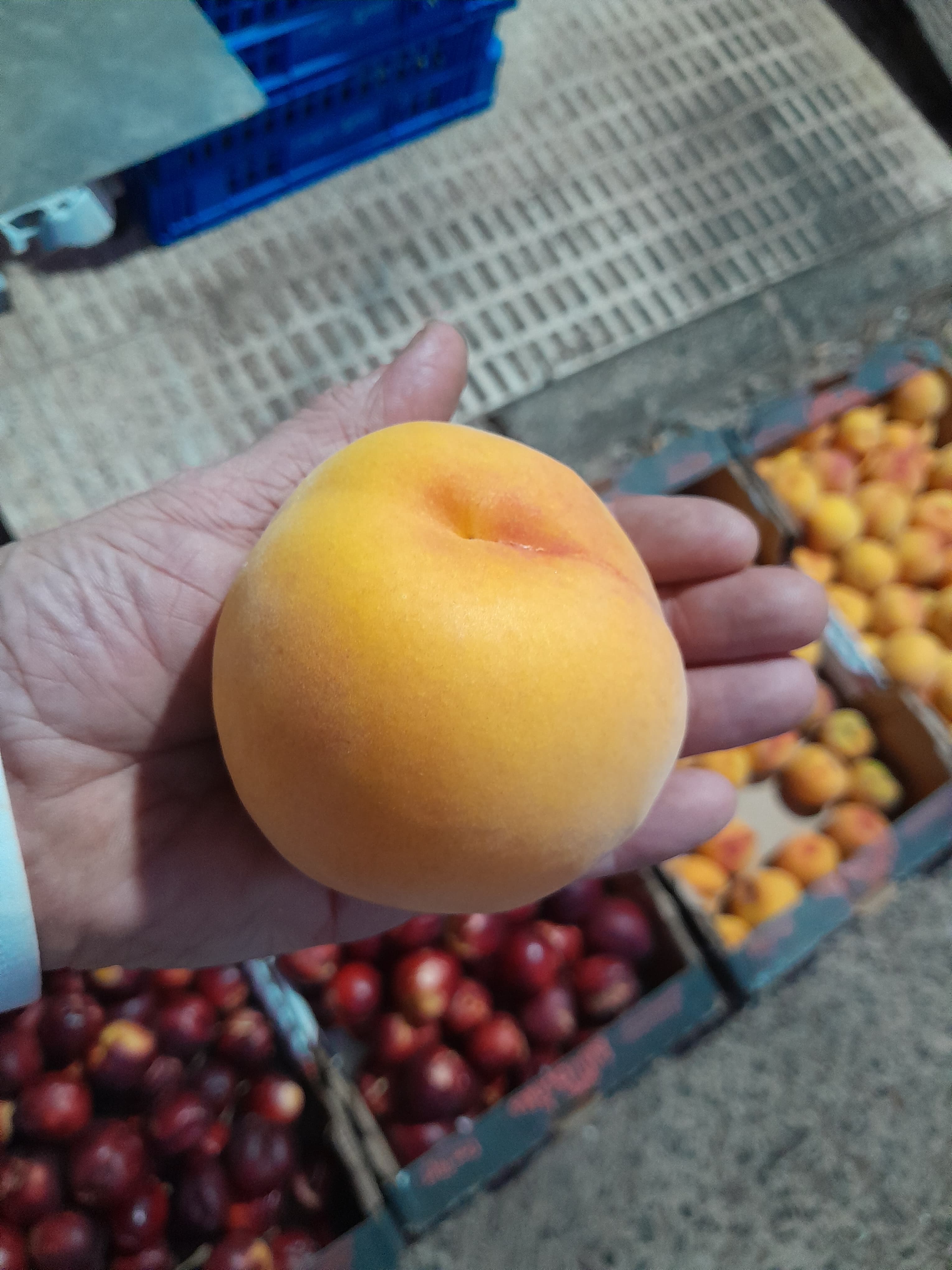 SMS Unlimited Yellowstone-4 canning peach type - General Fruit Growing ...
