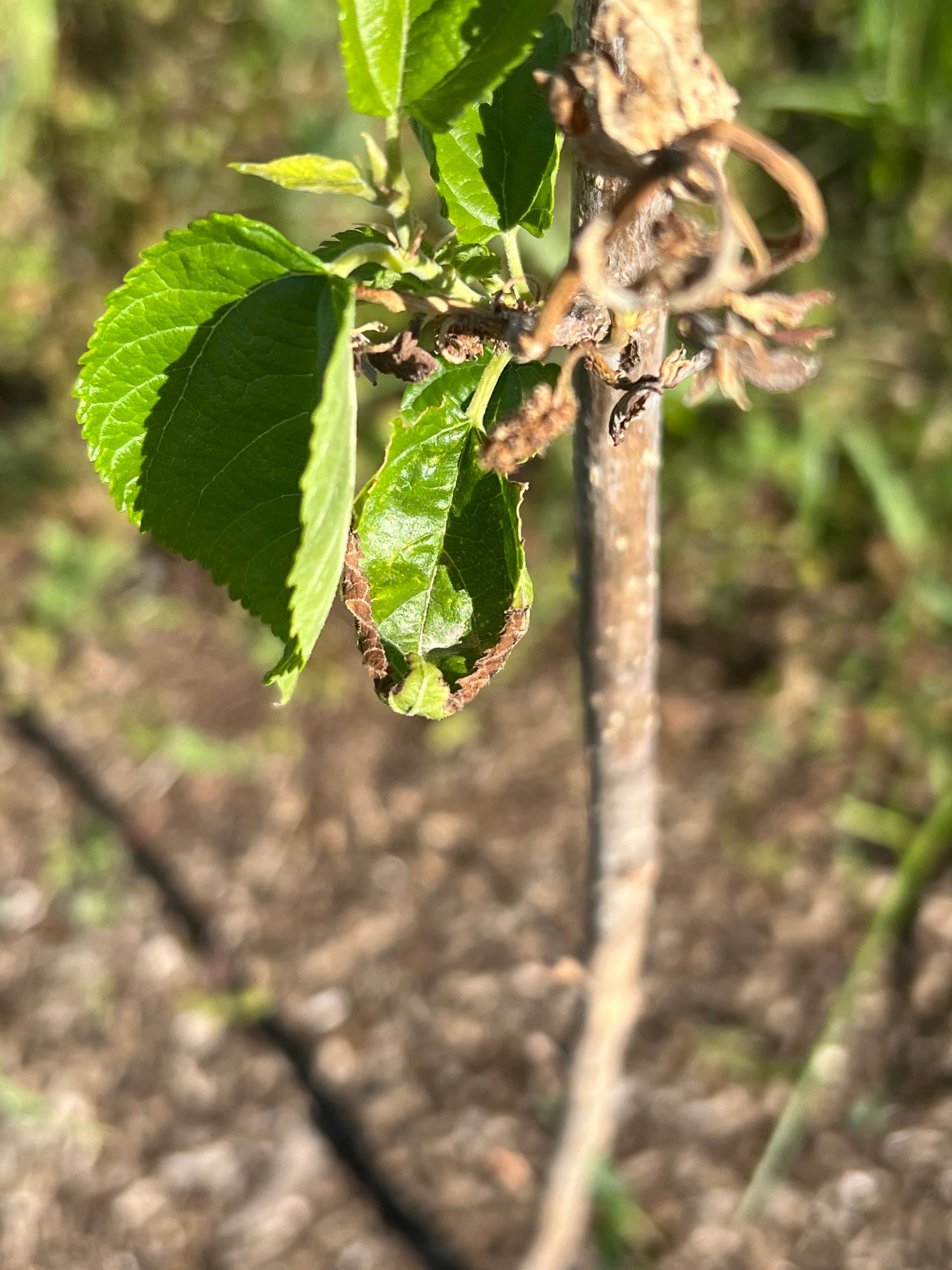 Young mulberry tree issue -- copper deficient and solutions? - General ...