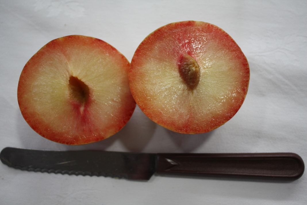 Dapple Dandy Pluot 2021 - General Fruit Growing - Growing Fruit