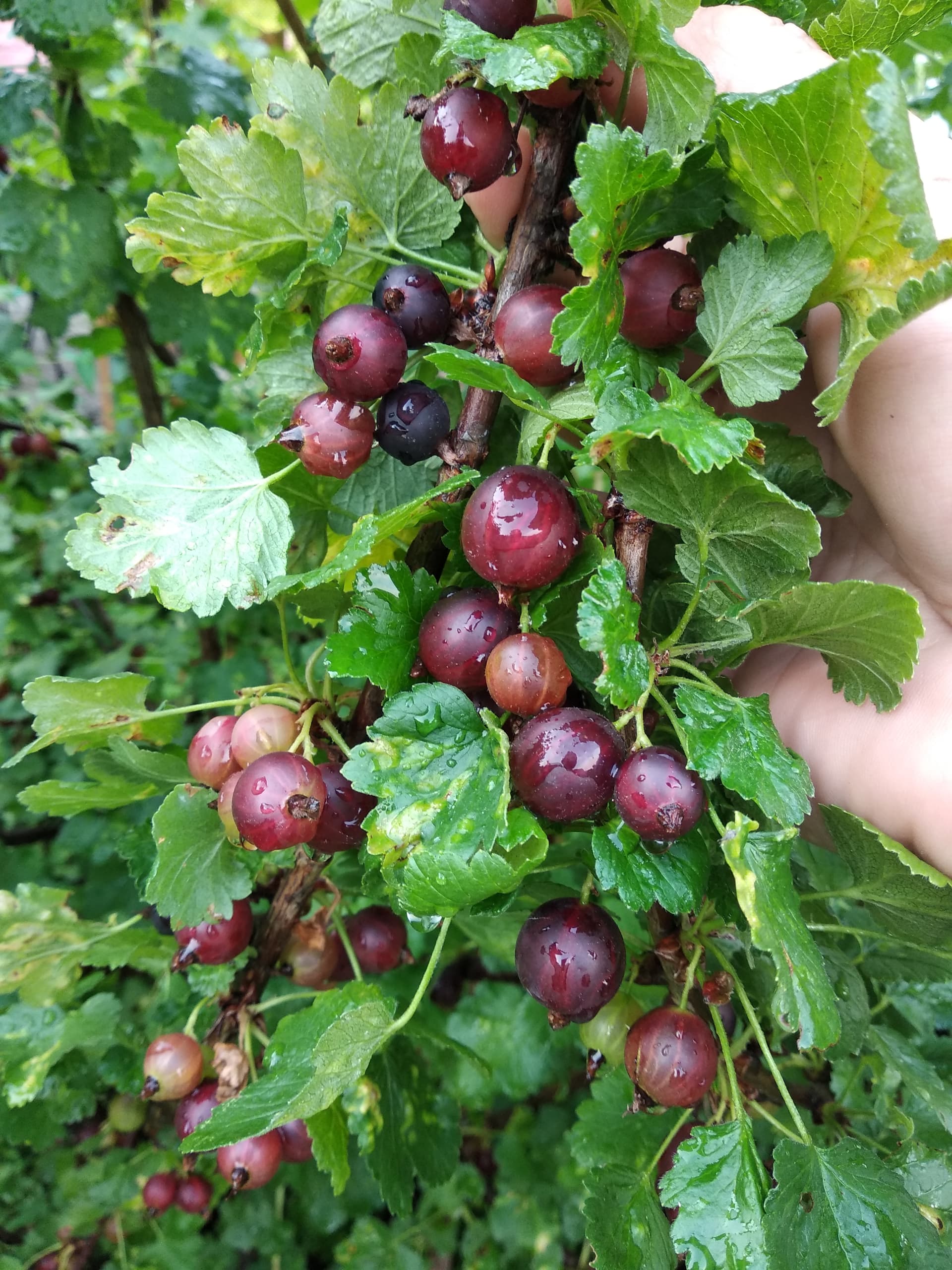 I will say a few good thing about jostaberries - General Fruit Growing ...