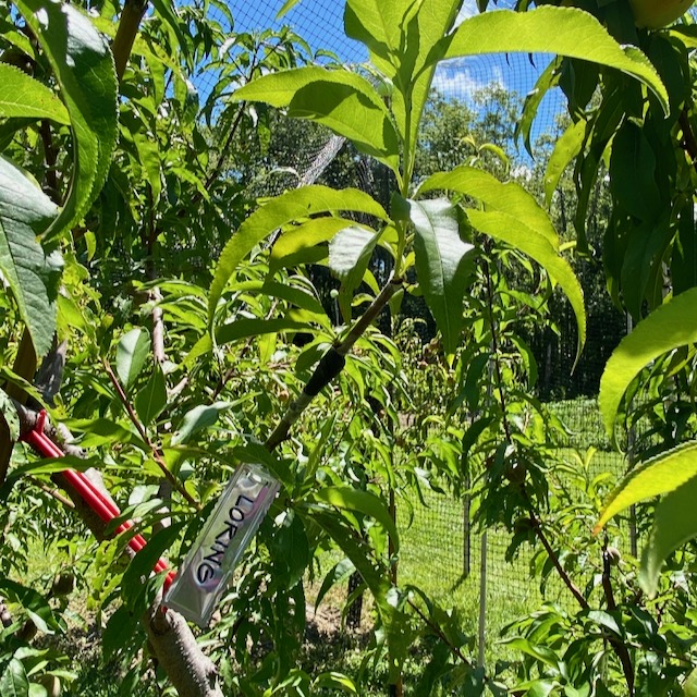 Sharing is ... Caring about scions - General Fruit Growing - Growing Fruit