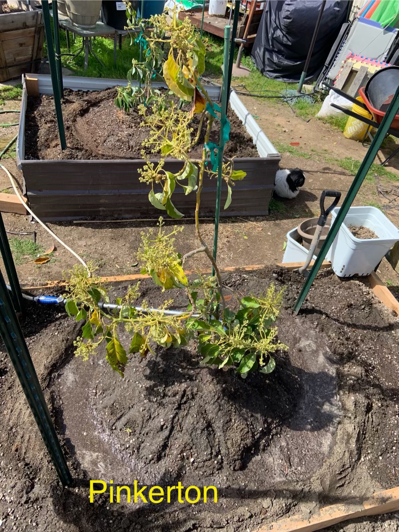 Avocado trees zone 9b - General Fruit Growing - Growing Fruit