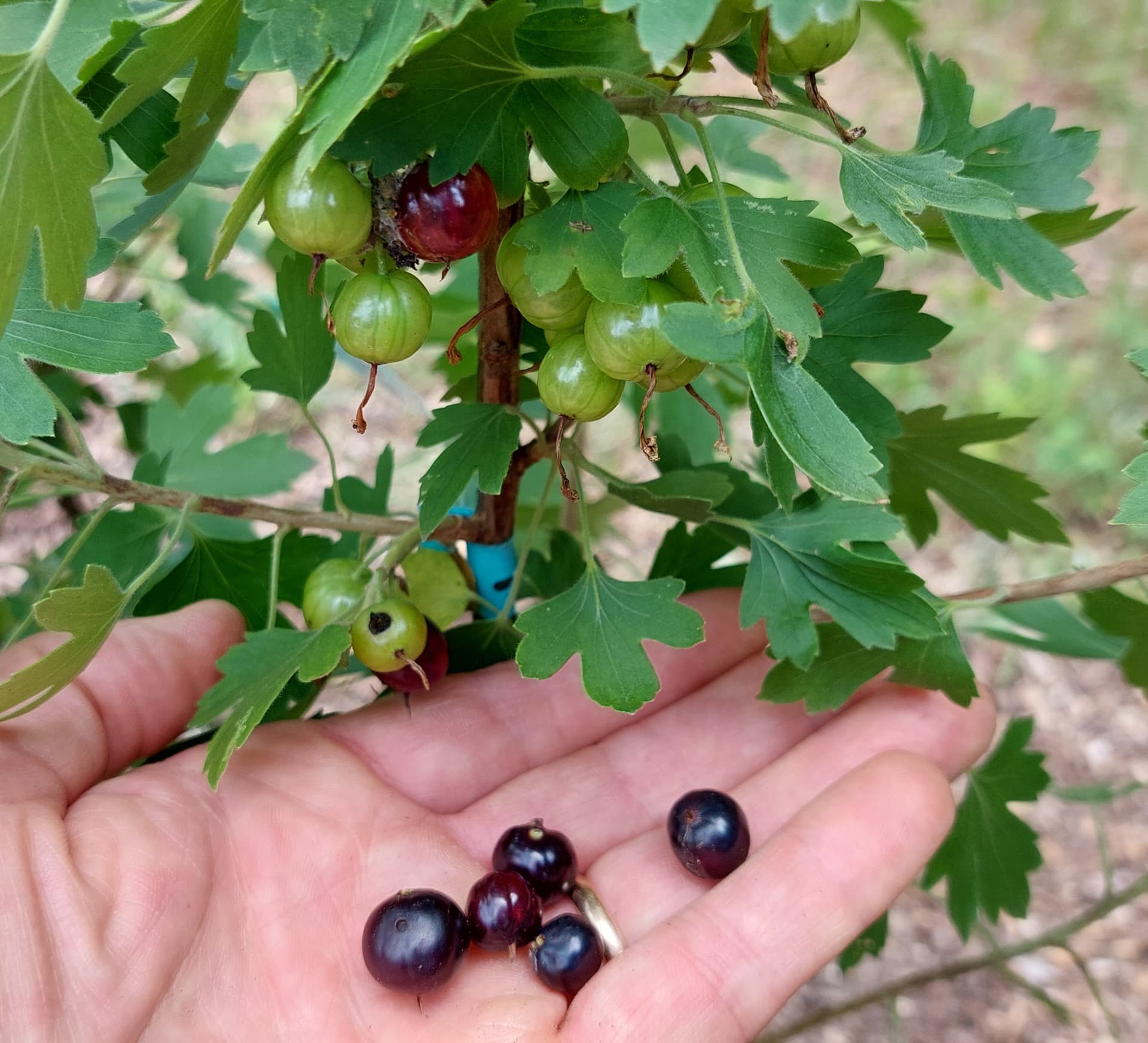 Are Jostaberries worth it? - General Fruit Growing - Growing Fruit