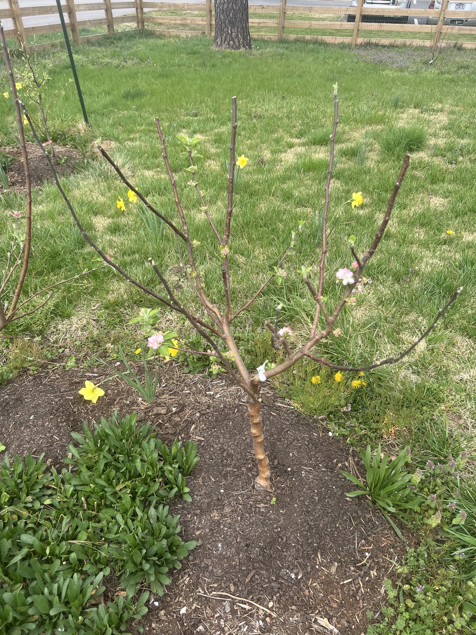 What to put under fruit trees? - Page 3 - General Fruit Growing ...