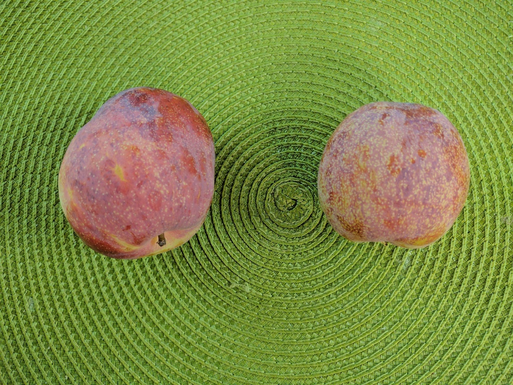 Flavor Grenade Pluot - General Fruit Growing - Growing Fruit