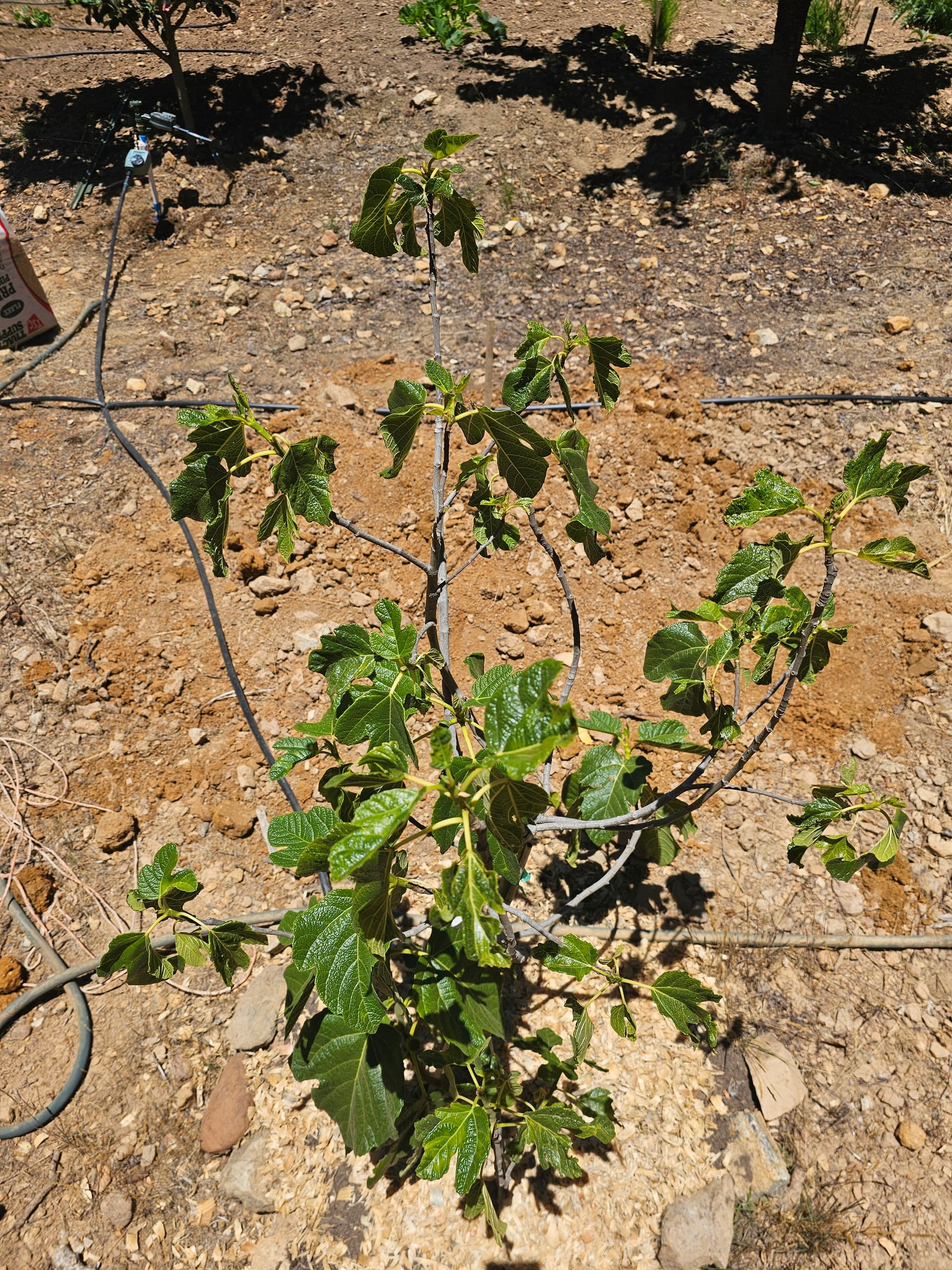 Fig Tree Problem, FMV? - General Fruit Growing - Growing Fruit