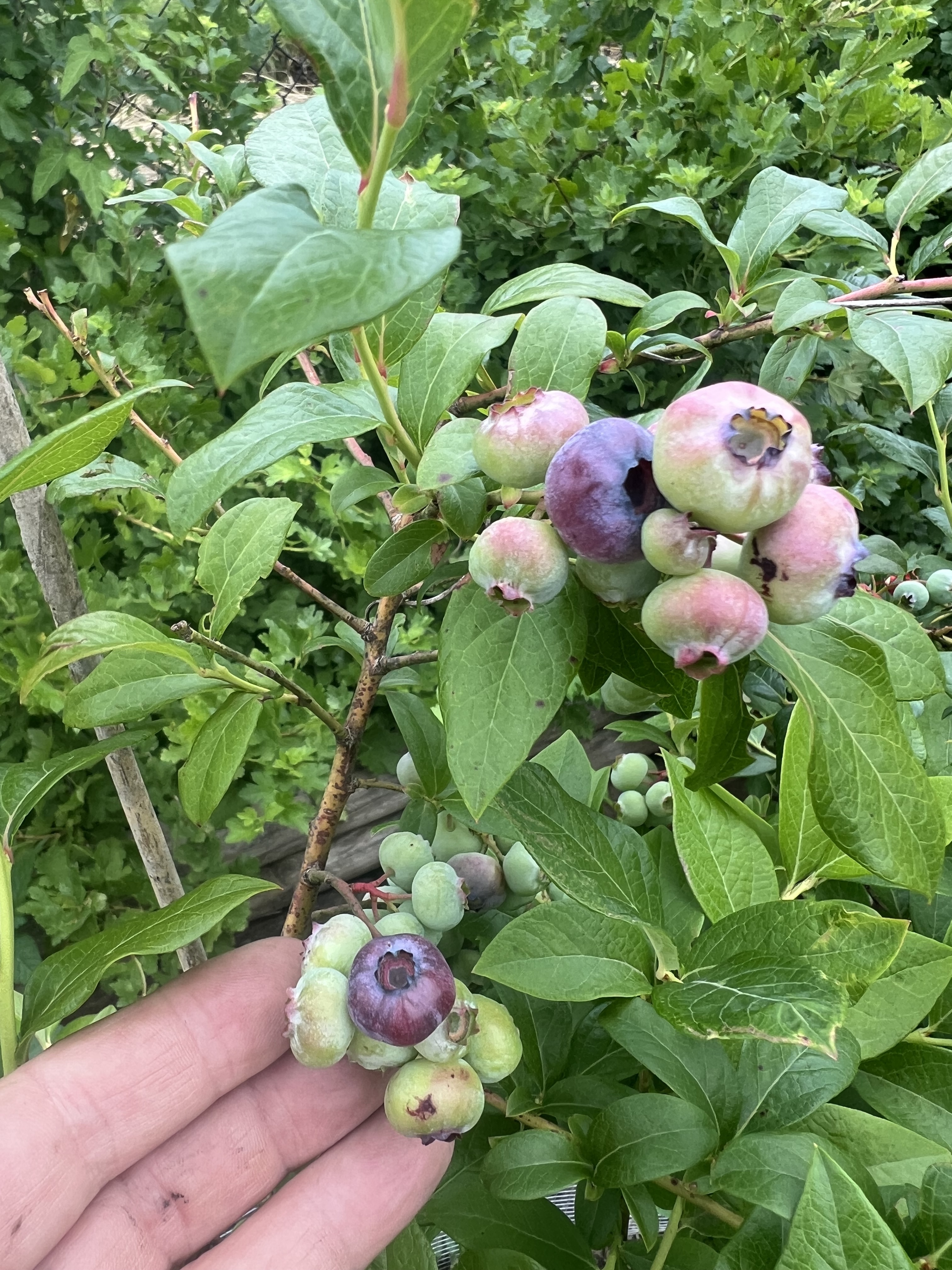 All things Blueberry + Huckleberry - Page 4 - General Fruit Growing ...