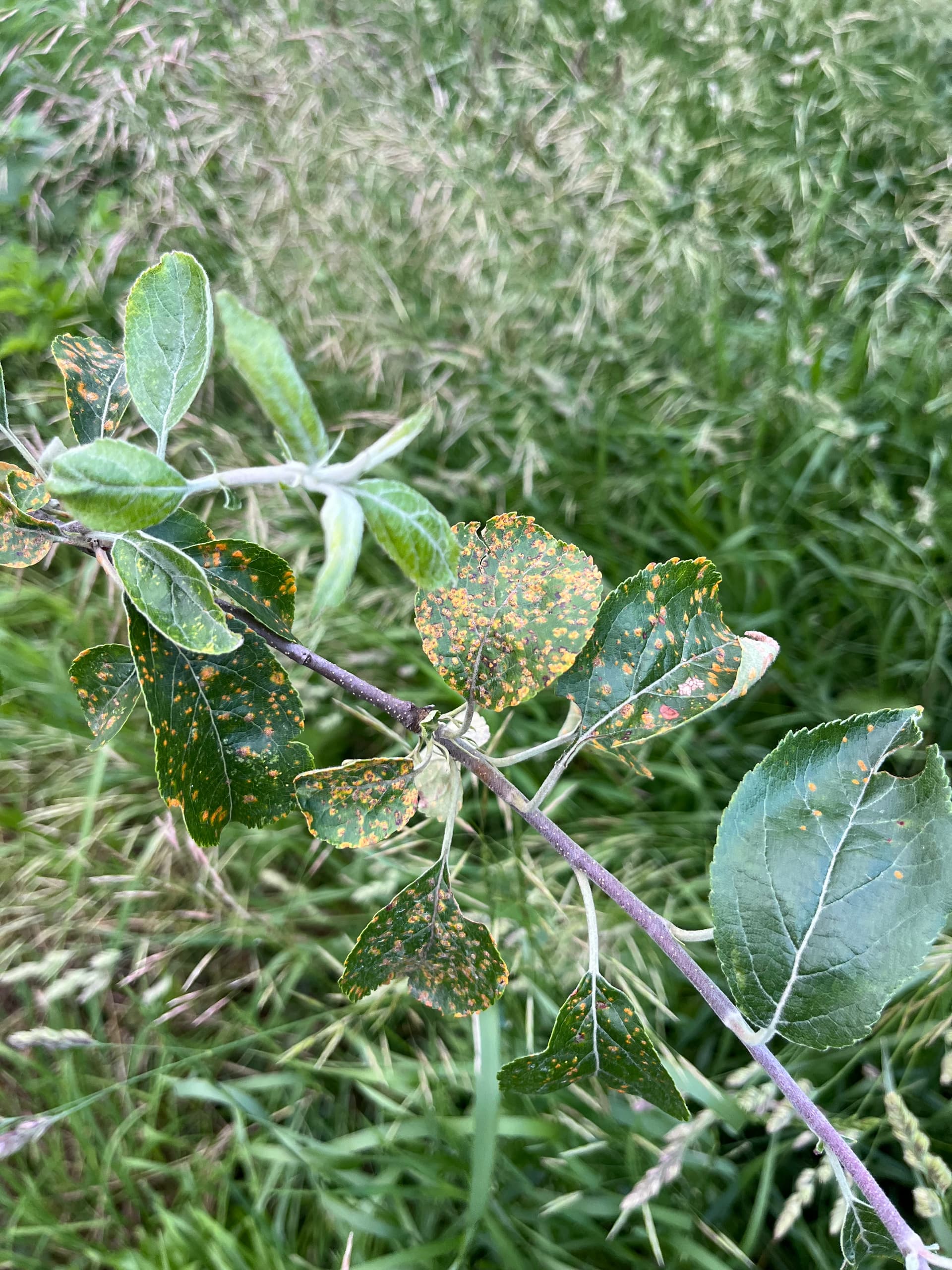 Rust - General Fruit Growing - Growing Fruit