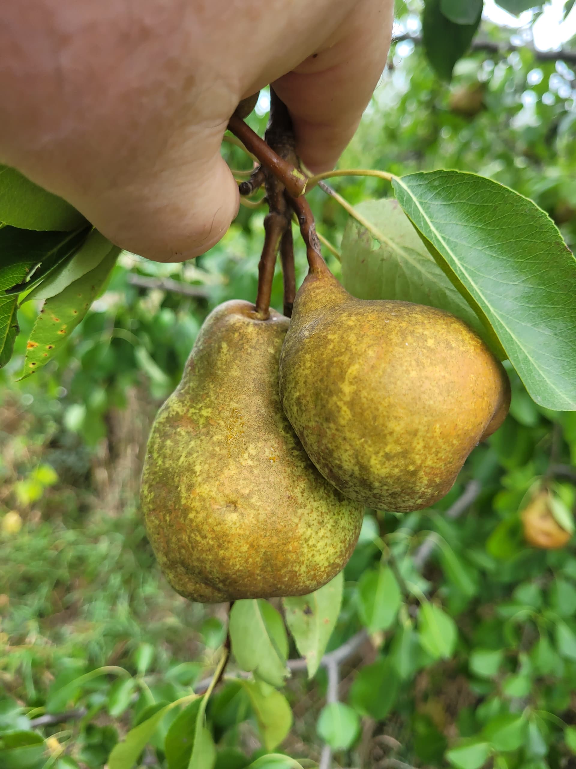 Karl's Favorite aka Ewart Pear - General Fruit Growing - Growing Fruit
